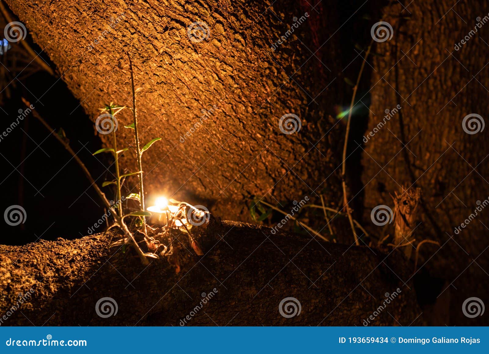 Candle in a tree stock photo. Image of faith, light - 193659434