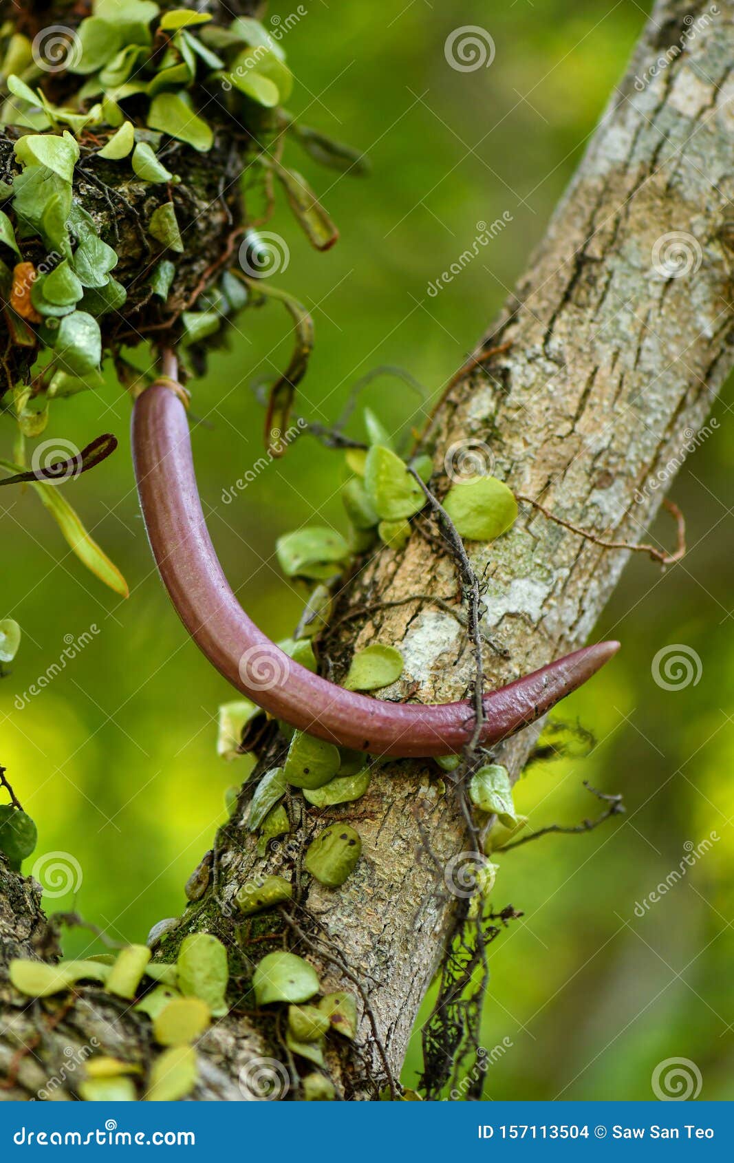 Candle Tree Fruit Hanging on Tree Top Stock Photo - Image of long ...