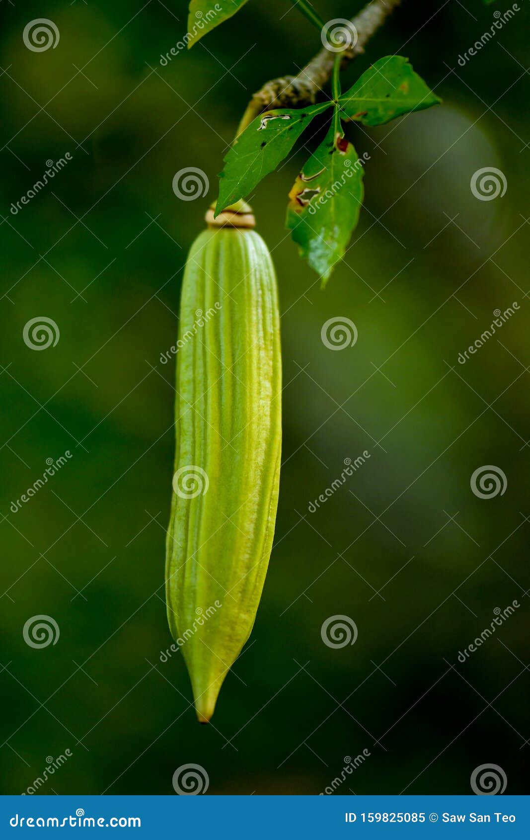 Parmentiera Edulis, Candle Tree Stock Image - Image of panama, berry ...