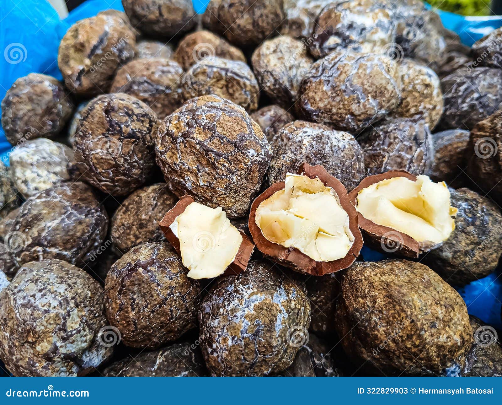 Candlenut Is A Plant Whose Seeds Can Be Used As A Source Of Oil And ...