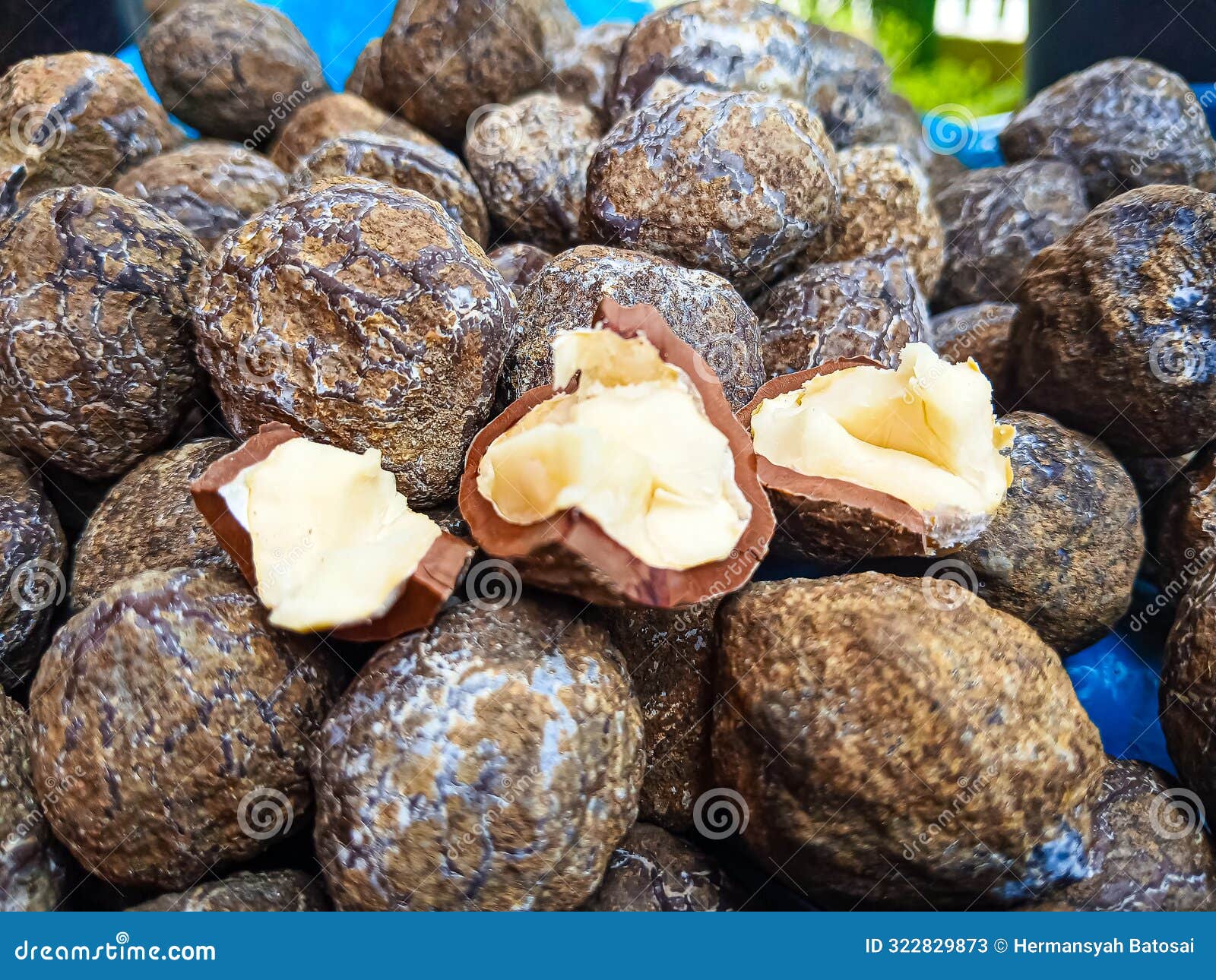 Candlenut is a Plant Whose Seeds are Used As a Source of Oil and Spices ...