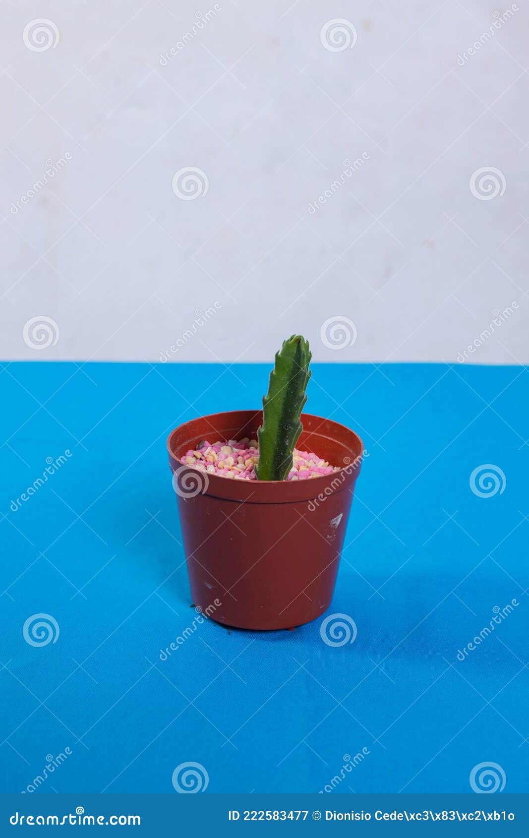 Candlestick Cactus in Chocolate Pot with Stones Stock Image - Image of ...