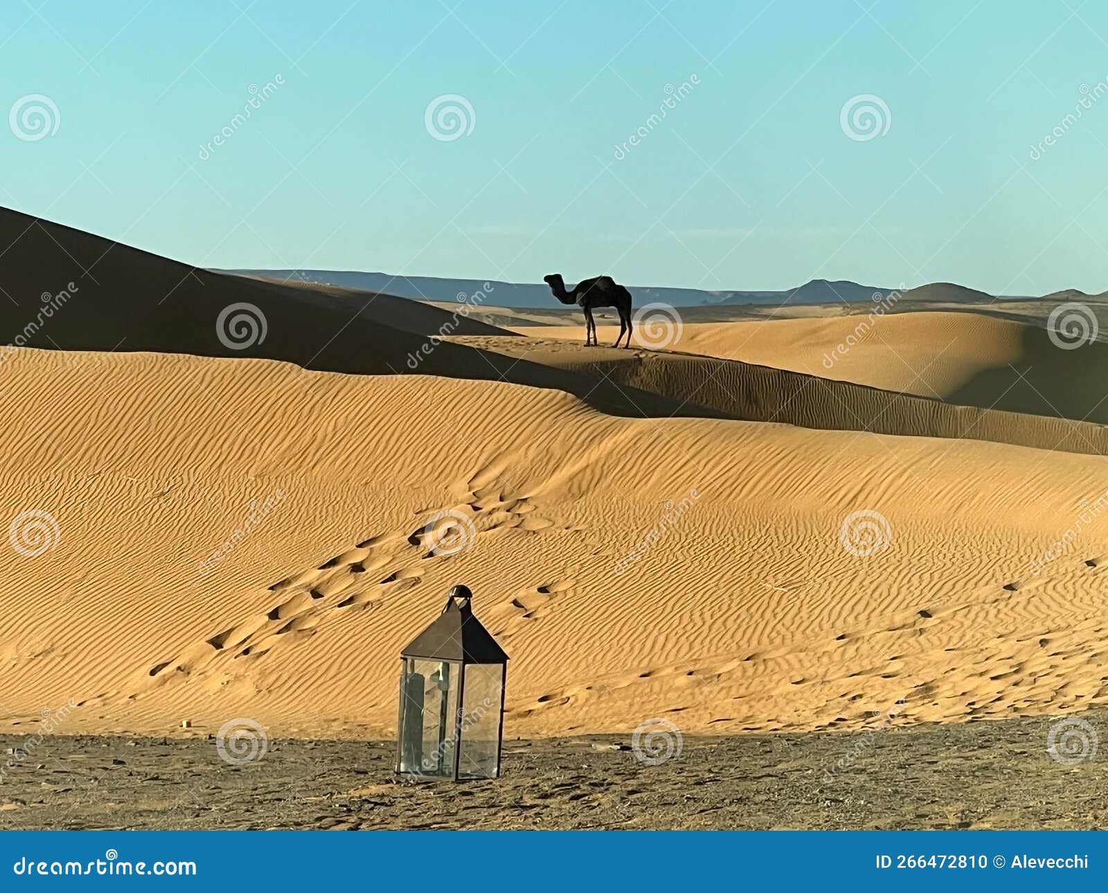 Candlestick and Footprints Towards a Camel in the Dunes of the Sahara ...