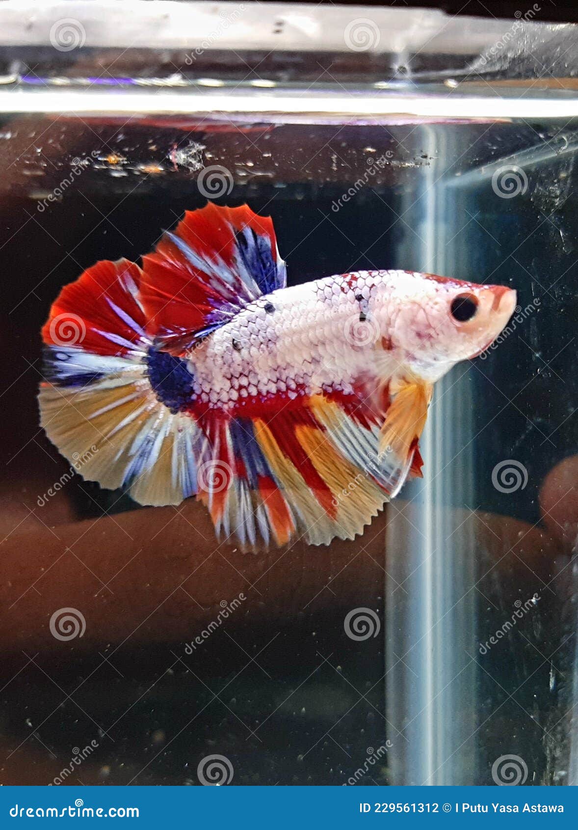 Betta Candy Nemo Halfmoon Plakat HMPK Male Or Plakat Fighting Fish ...