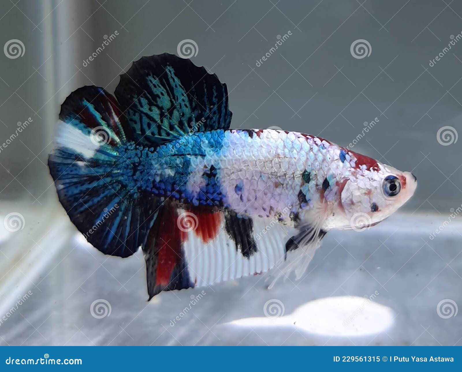 Candy Betta Fish 2 stock image. Image of fish, aquarium - 229561315