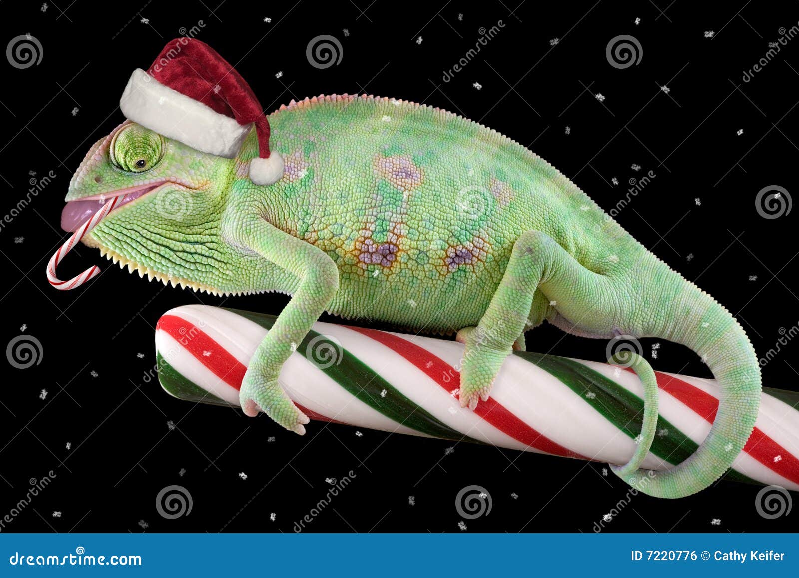 Candy cane Chameleon stock photo. Image of cane, christmas - 7220776
