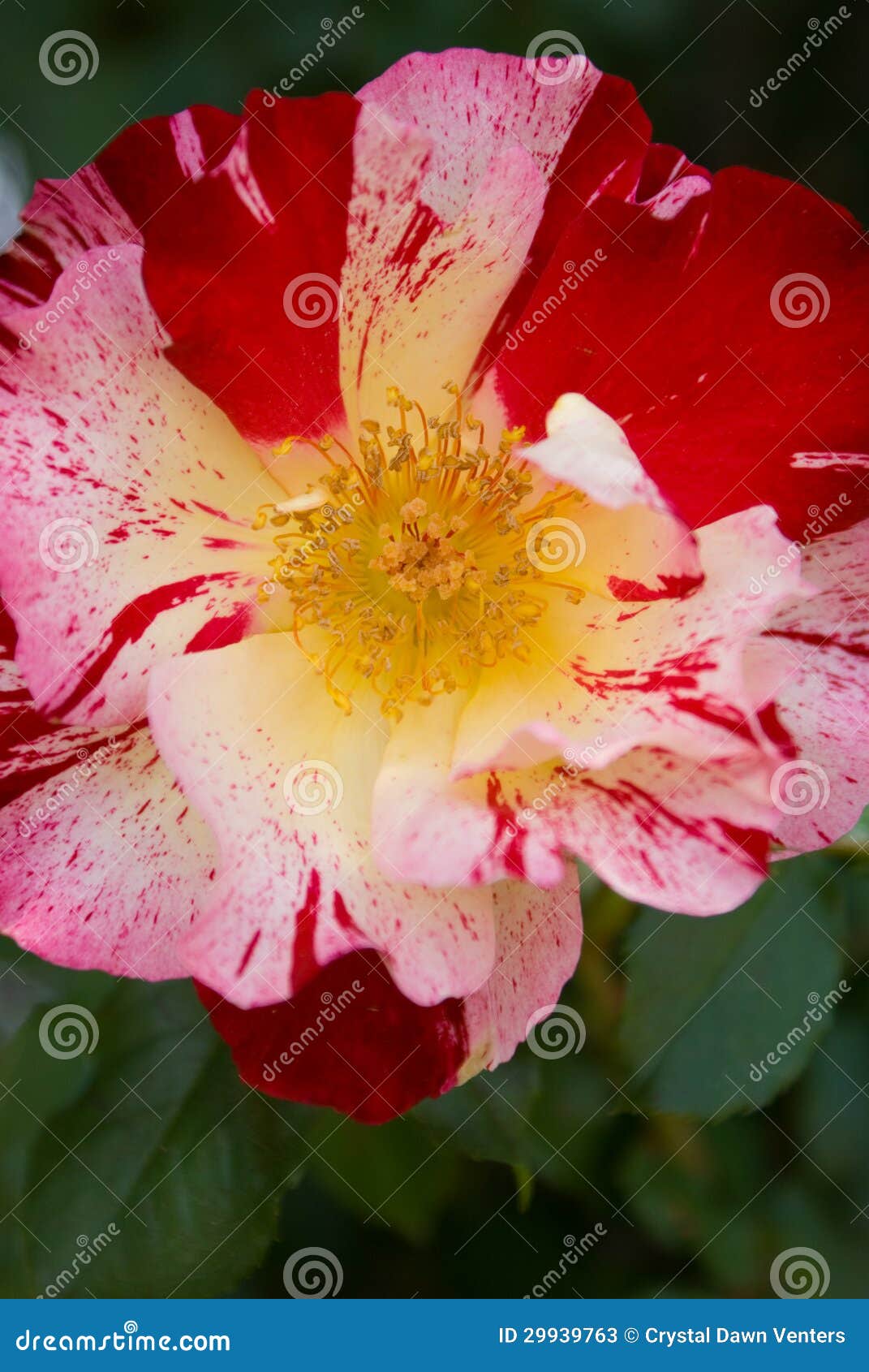 Candy Cane Rose stock image. Image of rose, rosa, flower - 29939763