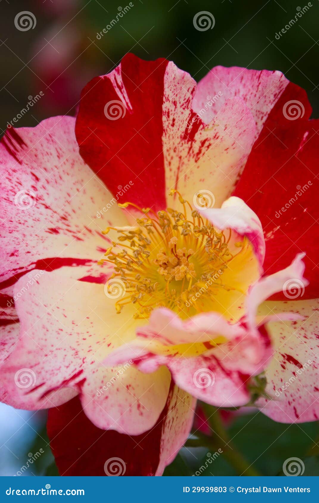 Candy Cane Rose stock image. Image of shrub, rosa, macro - 29939803