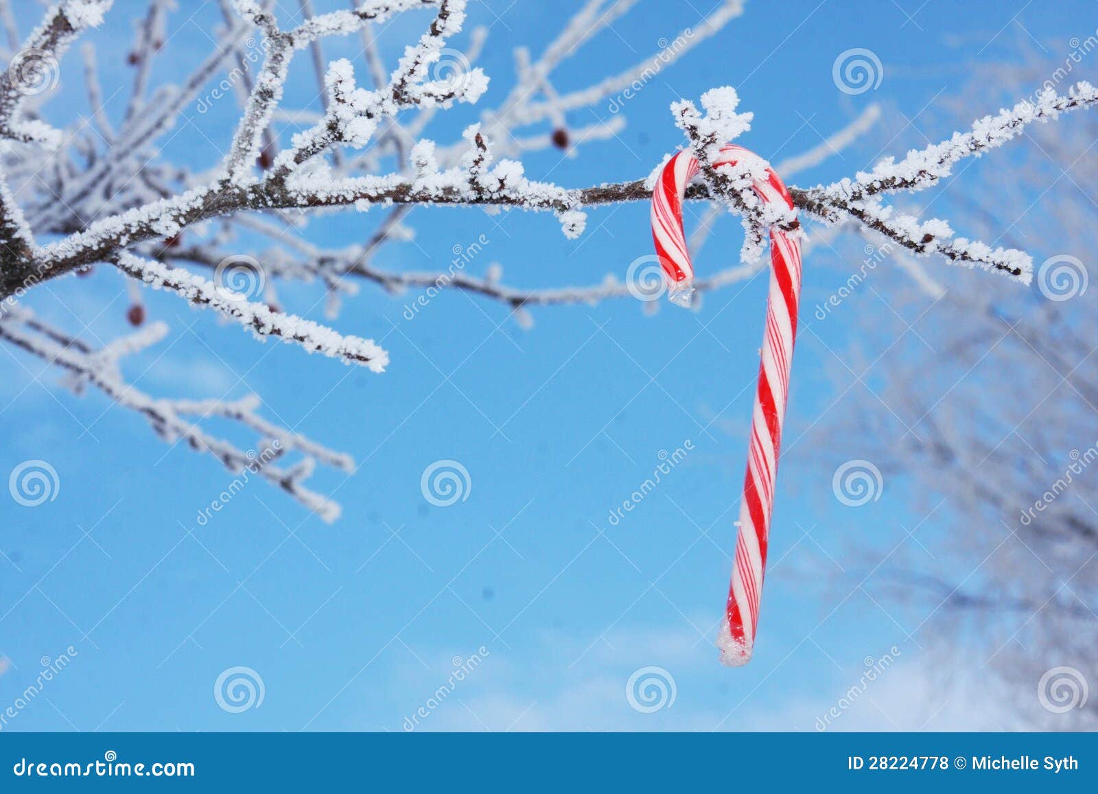Candy cane on snowy branch stock photo. Image of hanging - 28224778