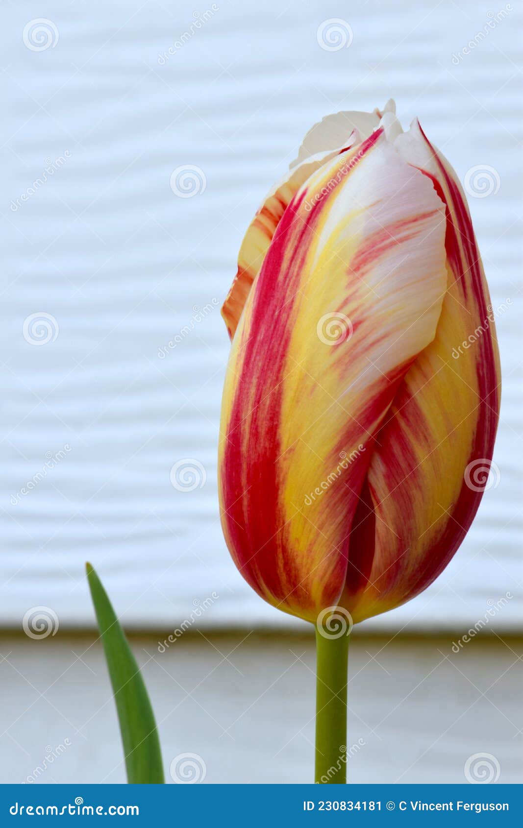Candy Cane Tulip Bulb 02 stock image. Image of tulip - 230834181