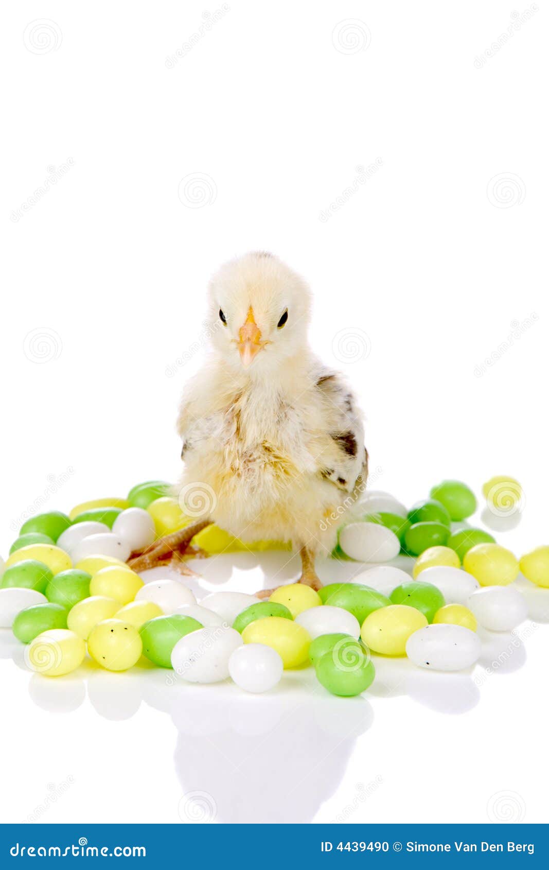 Candy chicken stock photo. Image of chickens, cute, young - 4439490