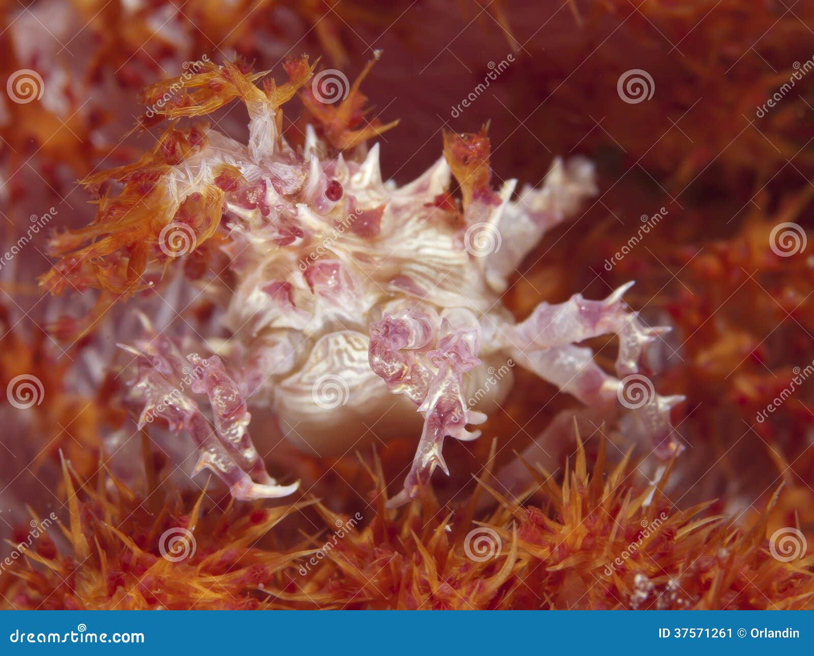 Candy crab stock image. Image of brachyura, decapoda - 37571261