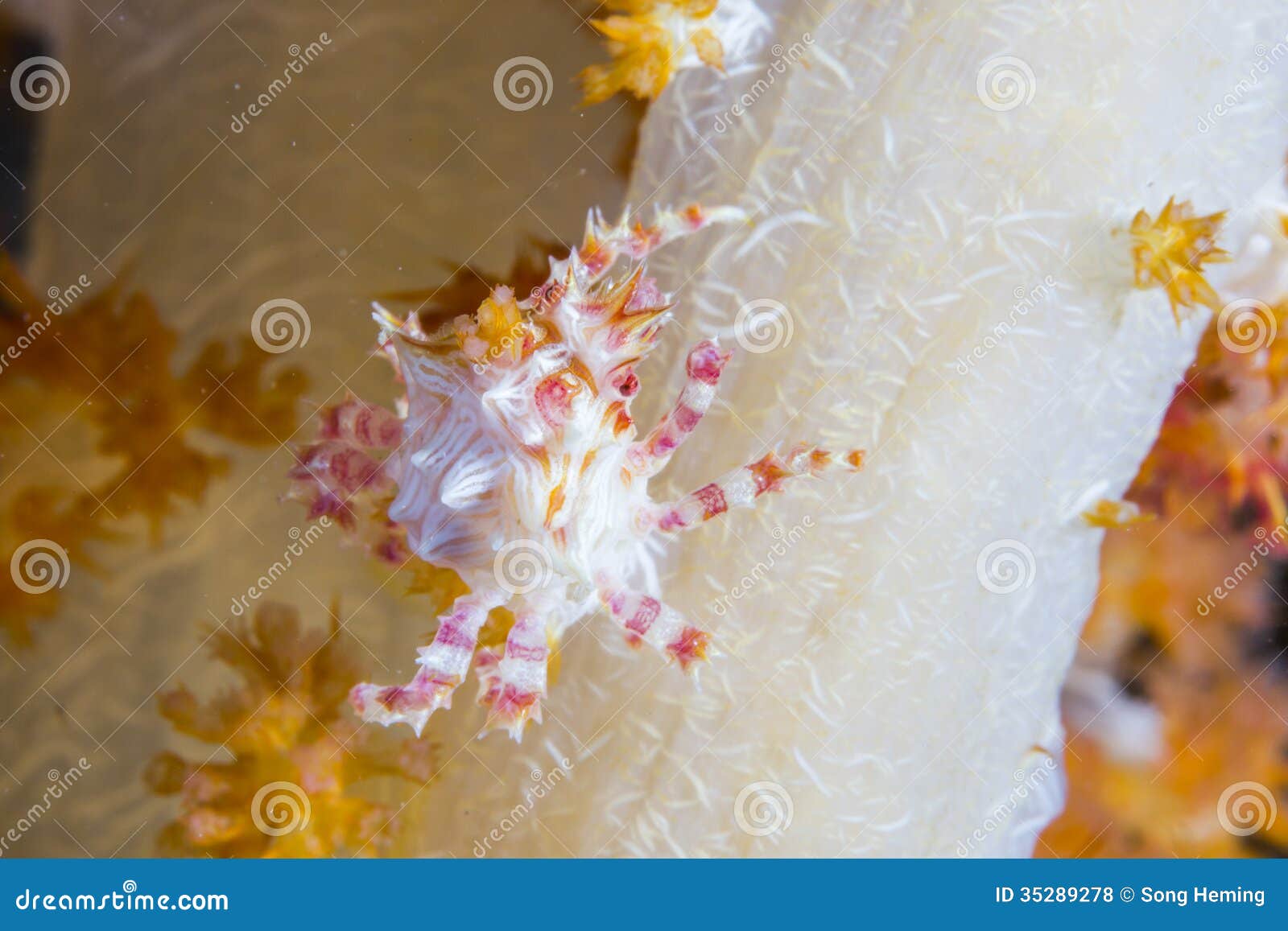 Candy crab stock photo. Image of hoplophrys, coral, ampat - 35289278
