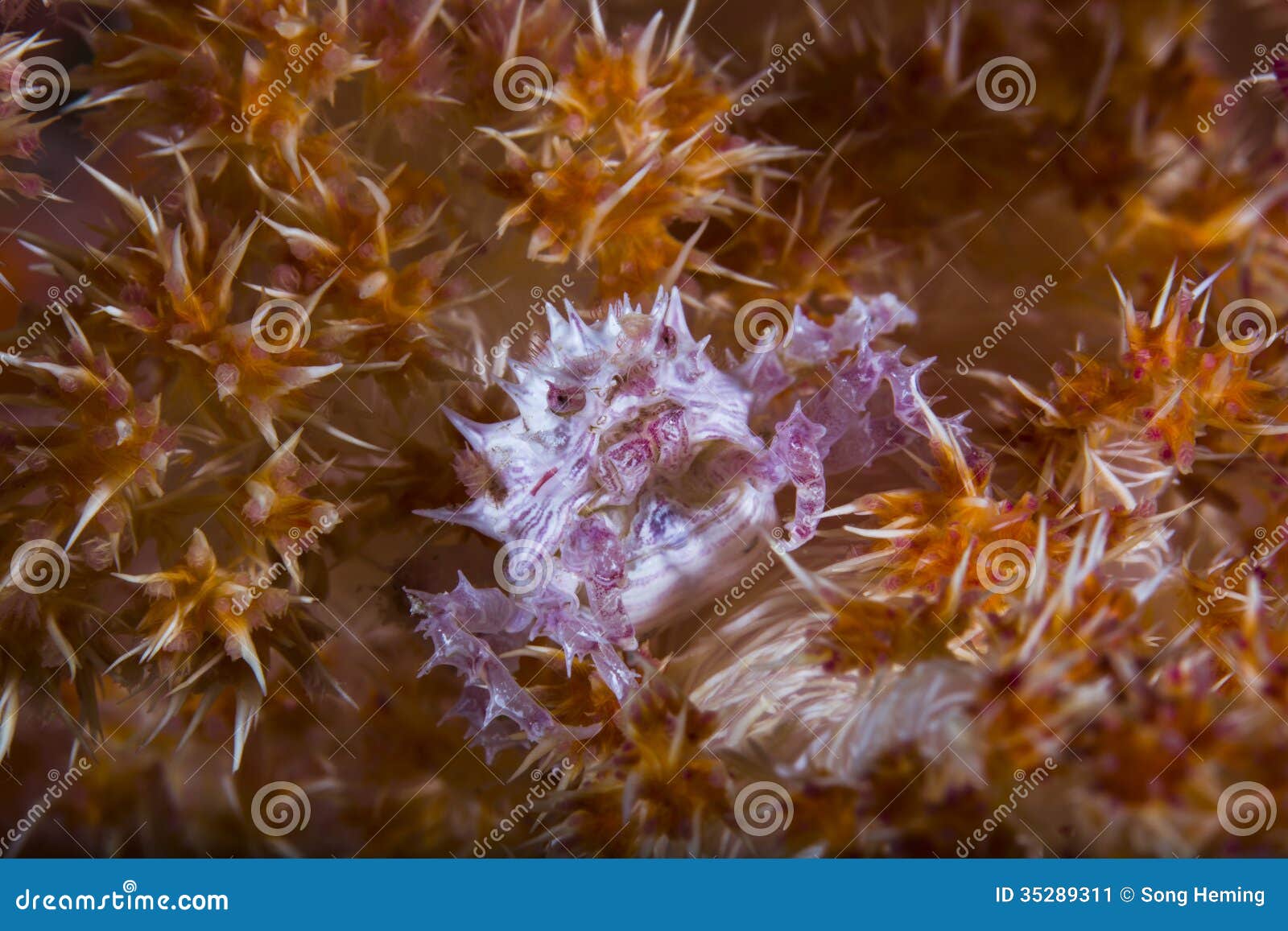 Candy crab stock image. Image of destination, activity - 35289311