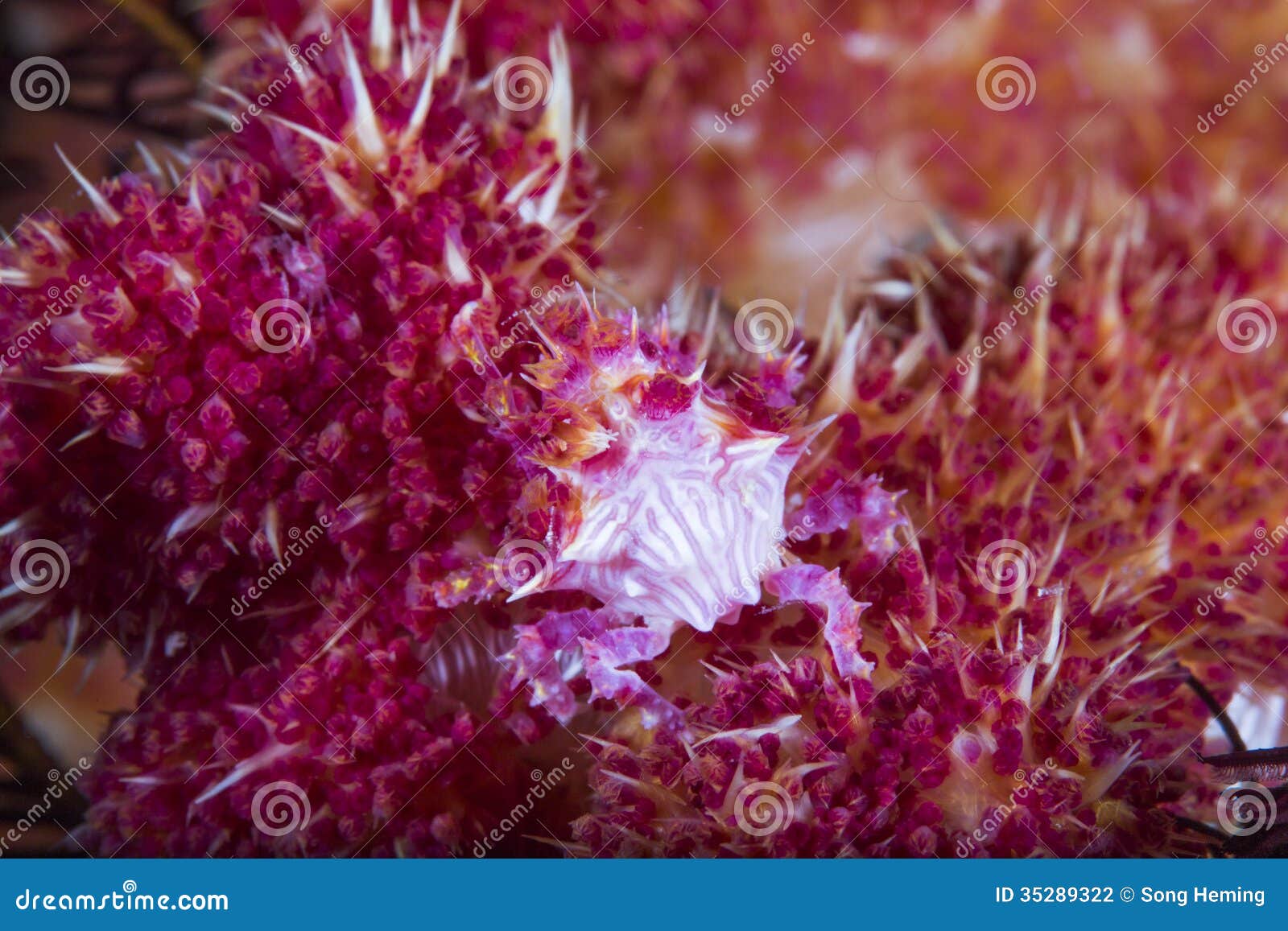Candy crab stock photo. Image of grass, destination, marine - 35289322