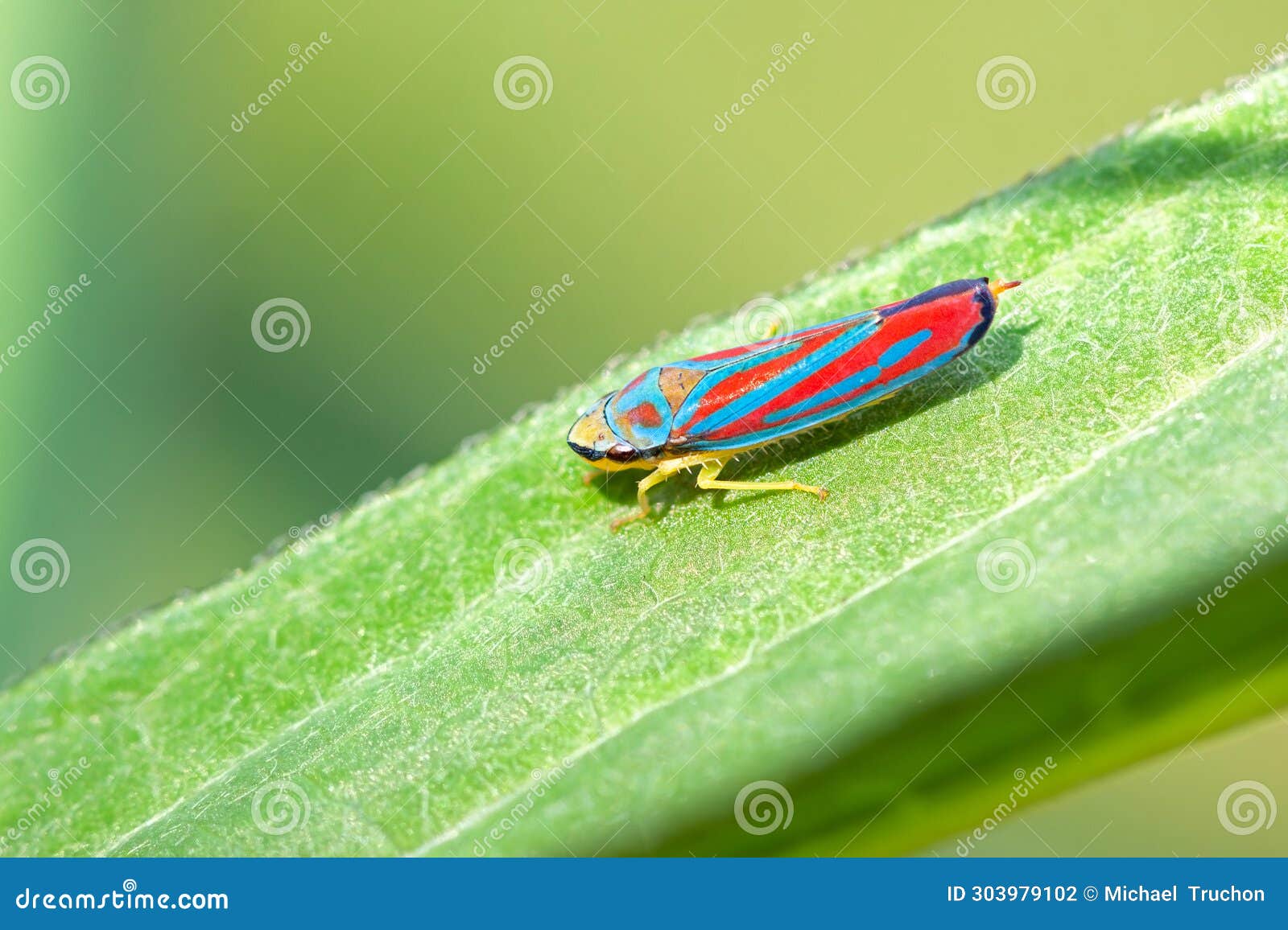 Candy-striped Leafhopper on a Leaf Stock Photo - Image of arthropod ...