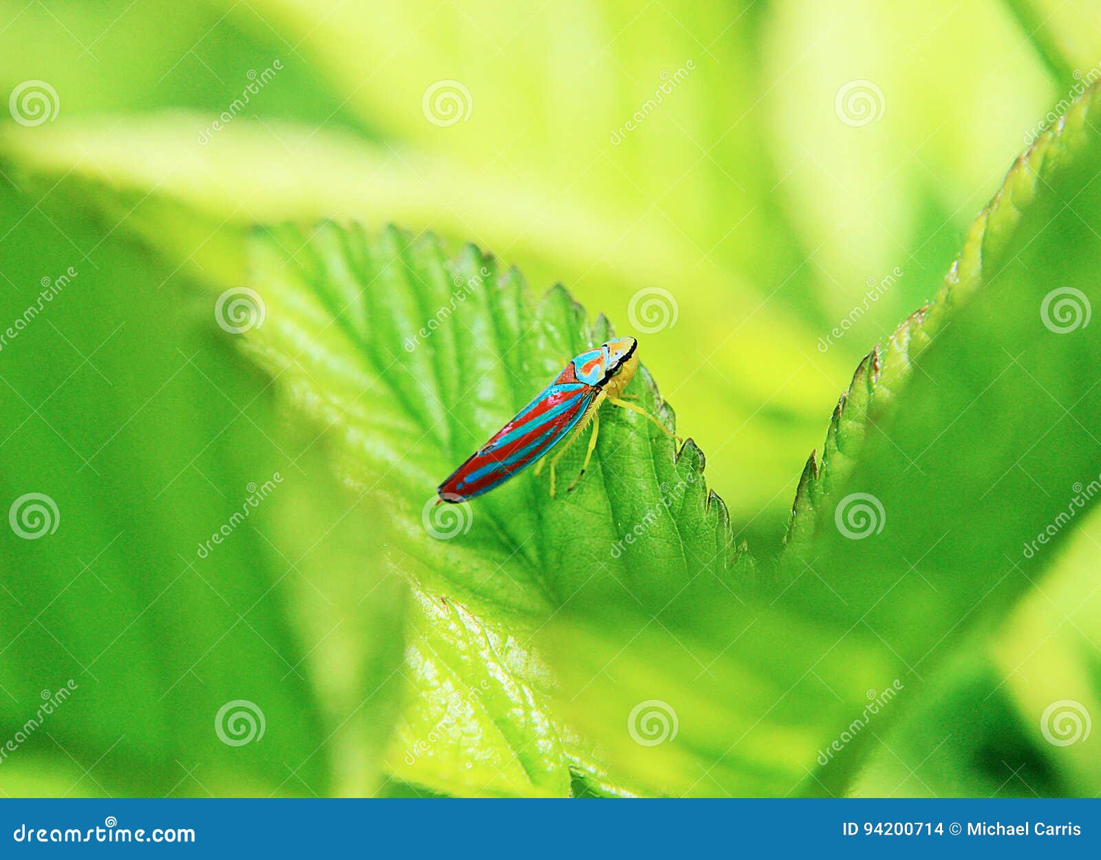 Red-banded Leafhopper Royalty-Free Stock Photo | CartoonDealer.com ...