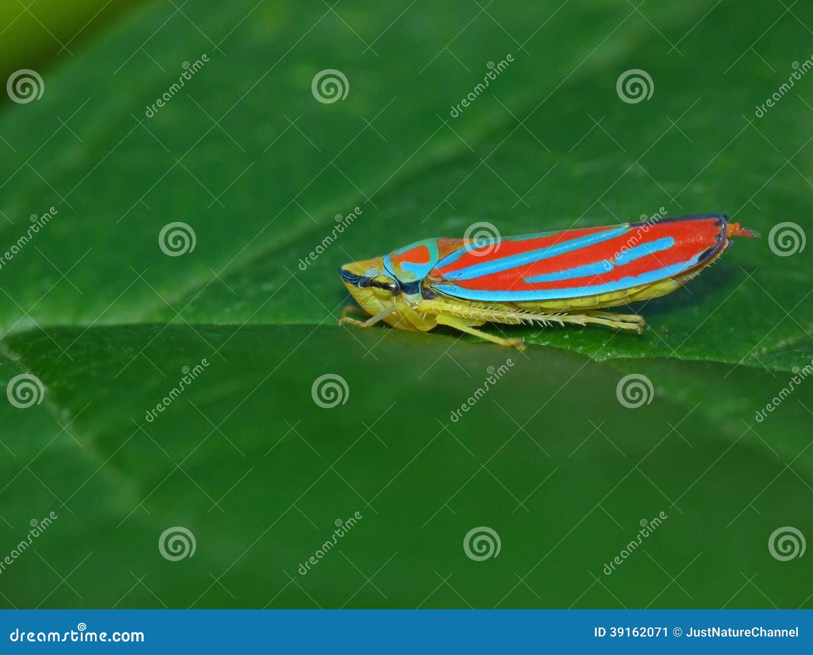 Candy Striped Leafhopper stock image. Image of candy - 39162071