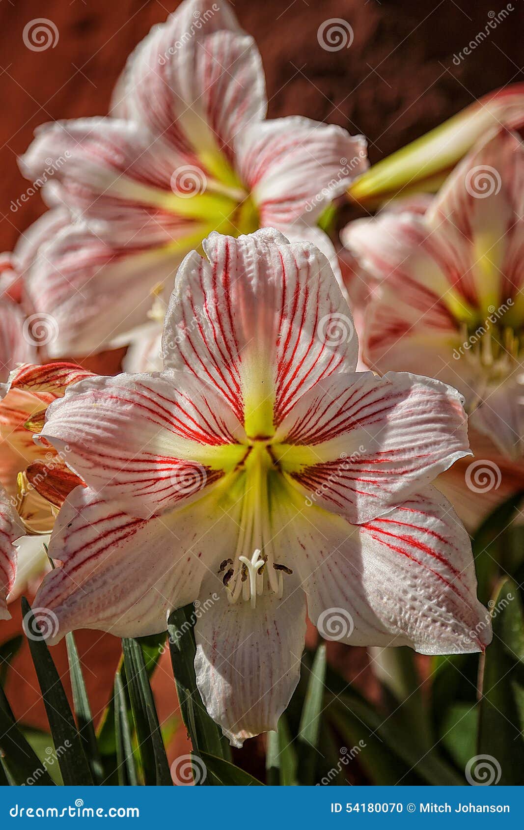 The Candy Striped Lily stock photo. Image of beautiful - 54180070