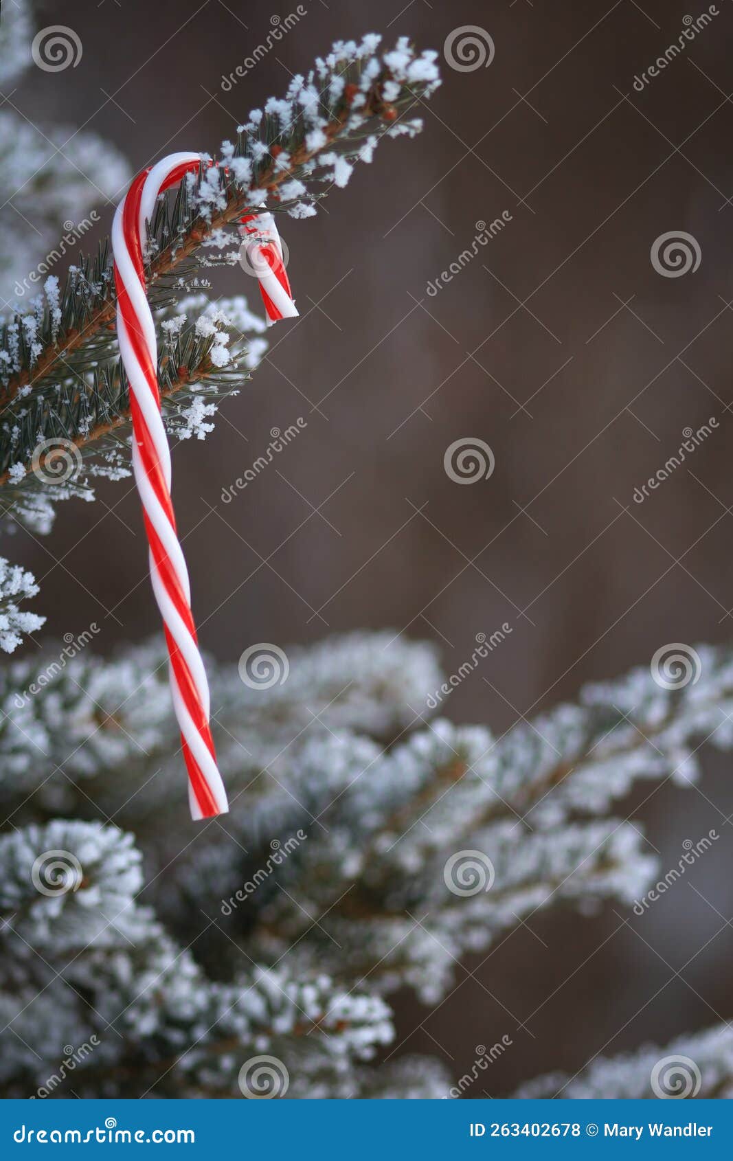 Candy Cane on a Frost Covered Spruce Tree Branch Stock Photo - Image of ...