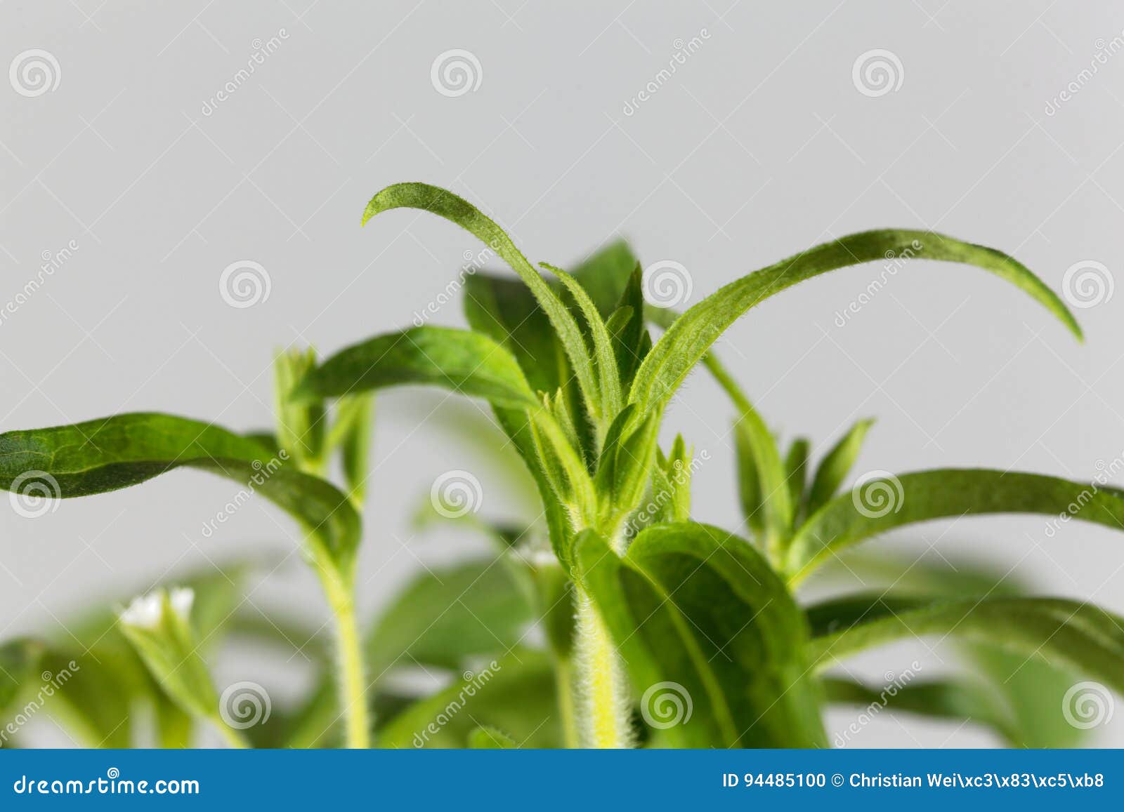 Candyleaf Plant Stevia Rebaudiana Stock Photo - Image of natural ...