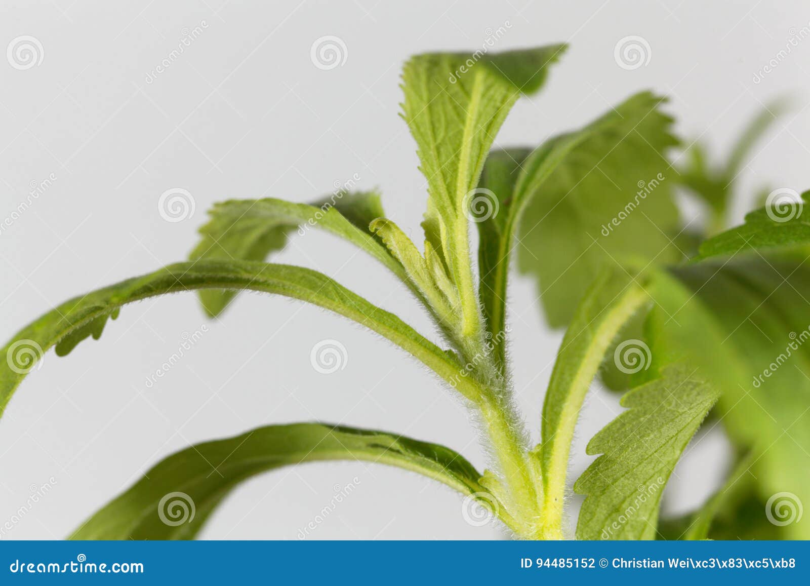 Candyleaf Plant Stevia Rebaudiana Stock Photo - Image of candyleaf ...
