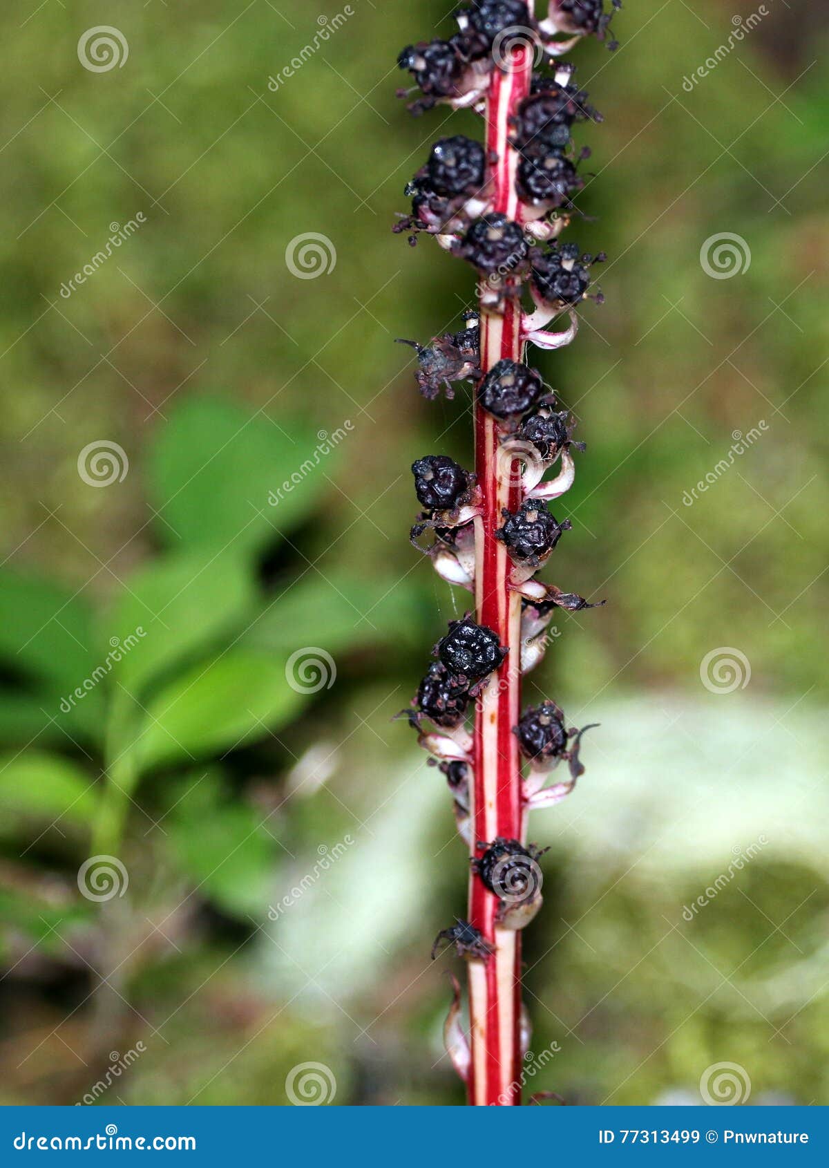 Candystick Plant - Allotropa Virgata Stock Image - Image of outdoors ...