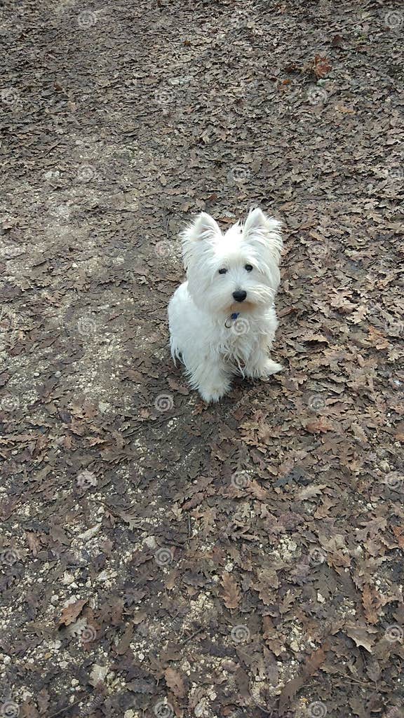 Cane stock image. Image of west, white, cane, terrier - 117579877