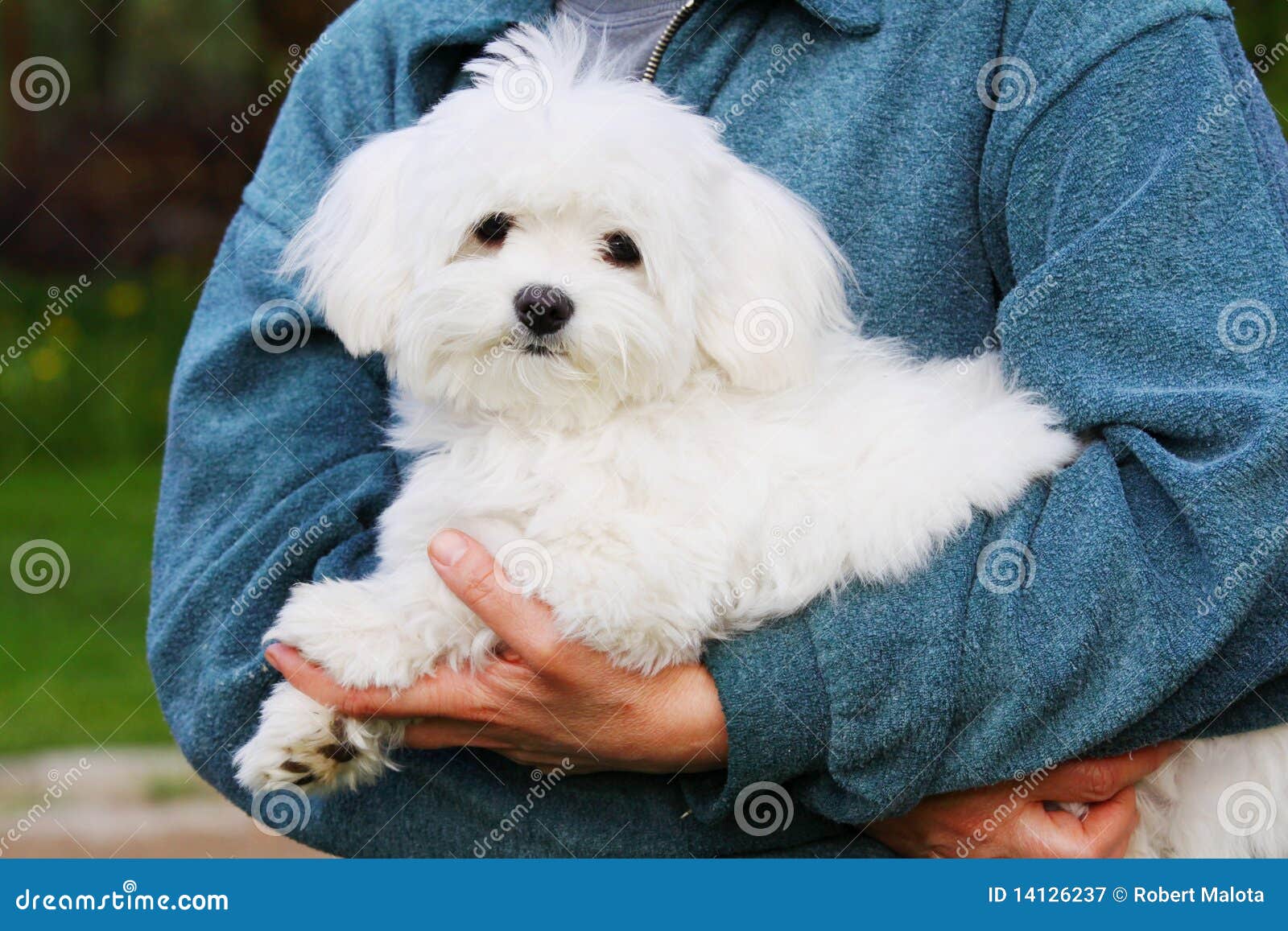 Cane immagine stock. Immagine di riccio, maltese, piedi - 14126237
