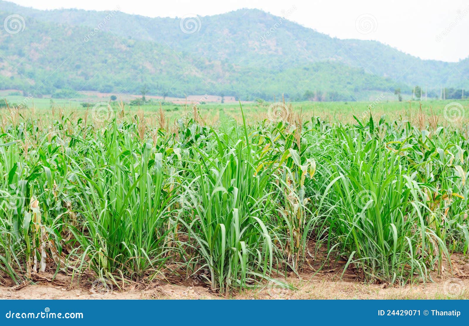 Cane stock image. Image of farming, colorful, nature - 24429071