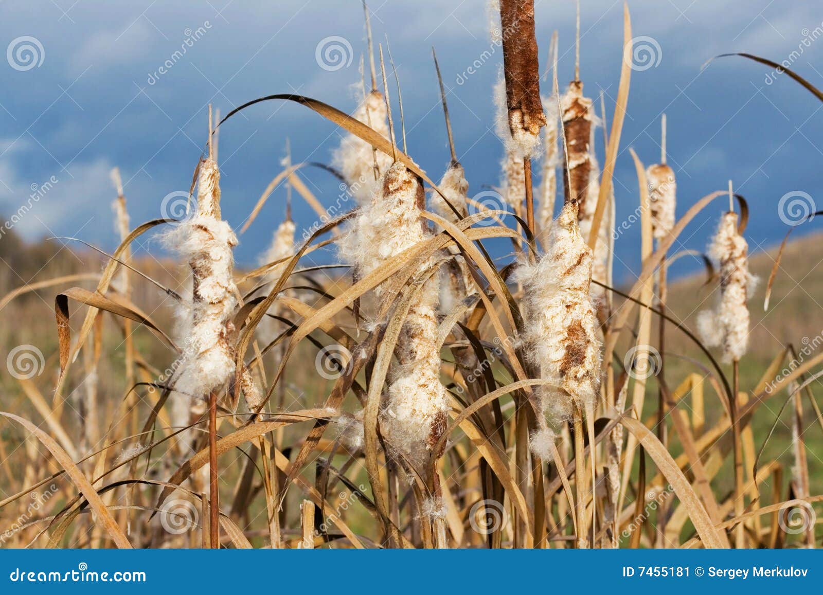 Cane stock image. Image of nature, rush, autumn, sunset - 7455181
