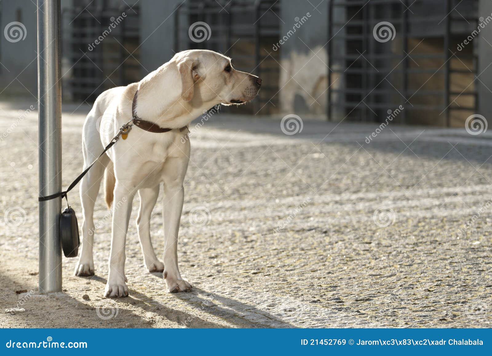 Cane abbandonato immagine stock. Immagine di presa, sunlight - 21452769