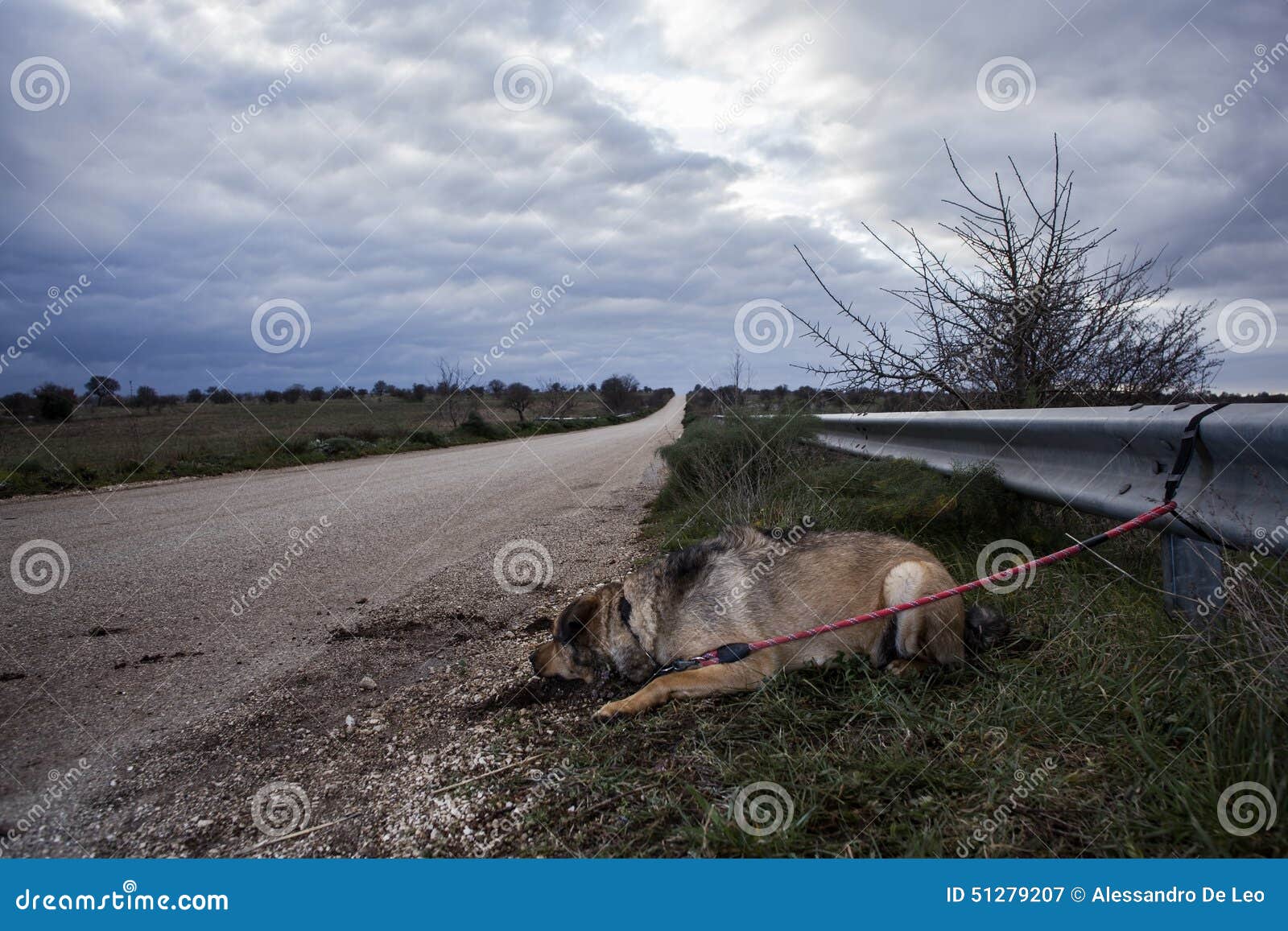 Cane abbandonato immagine stock. Immagine di triste, erba - 51279207