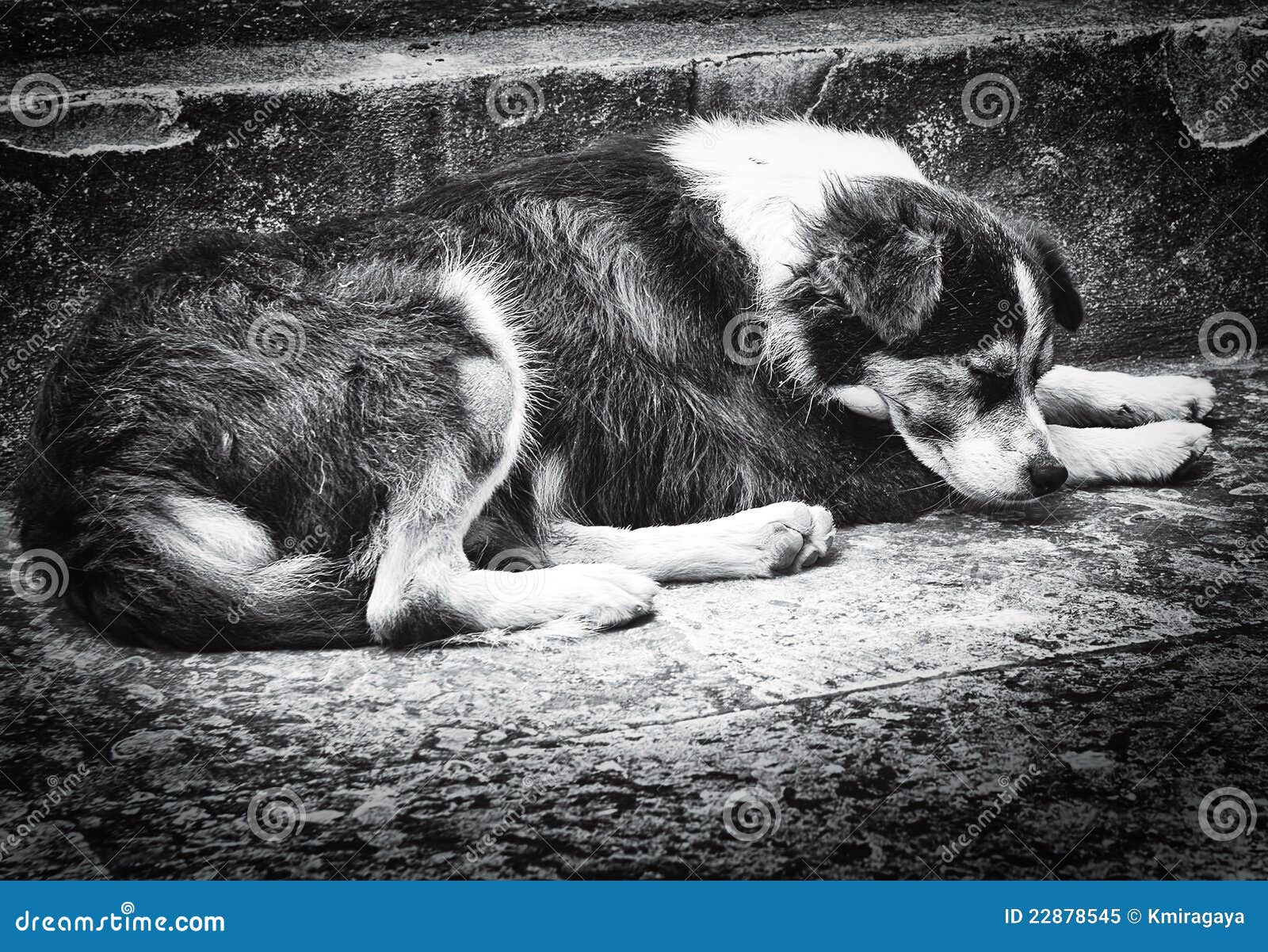 Cane Abbandonato Che Pone Sulla Via Immagine Stock - Immagine di nero ...