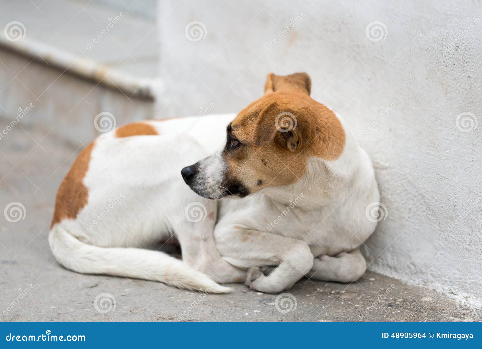 Cane abbandonato della via fotografia stock. Immagine di senzatetto ...