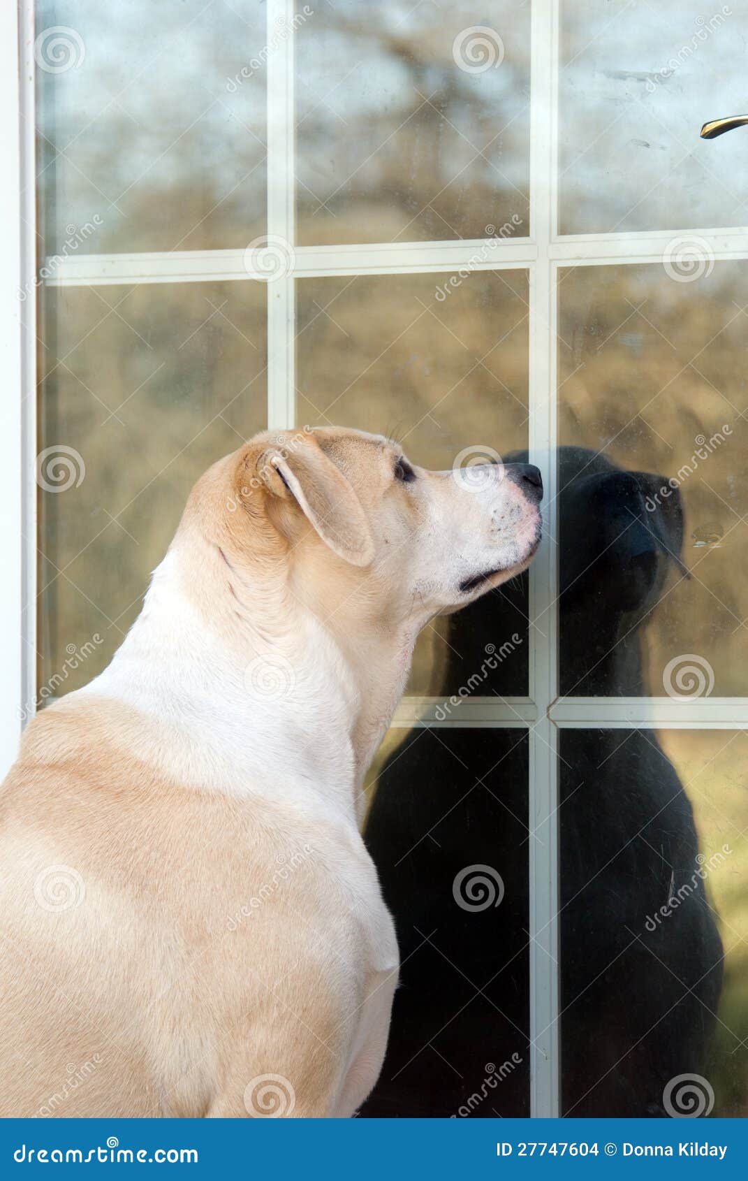 Cane al backdoor fotografia stock. Immagine di razza - 27747604