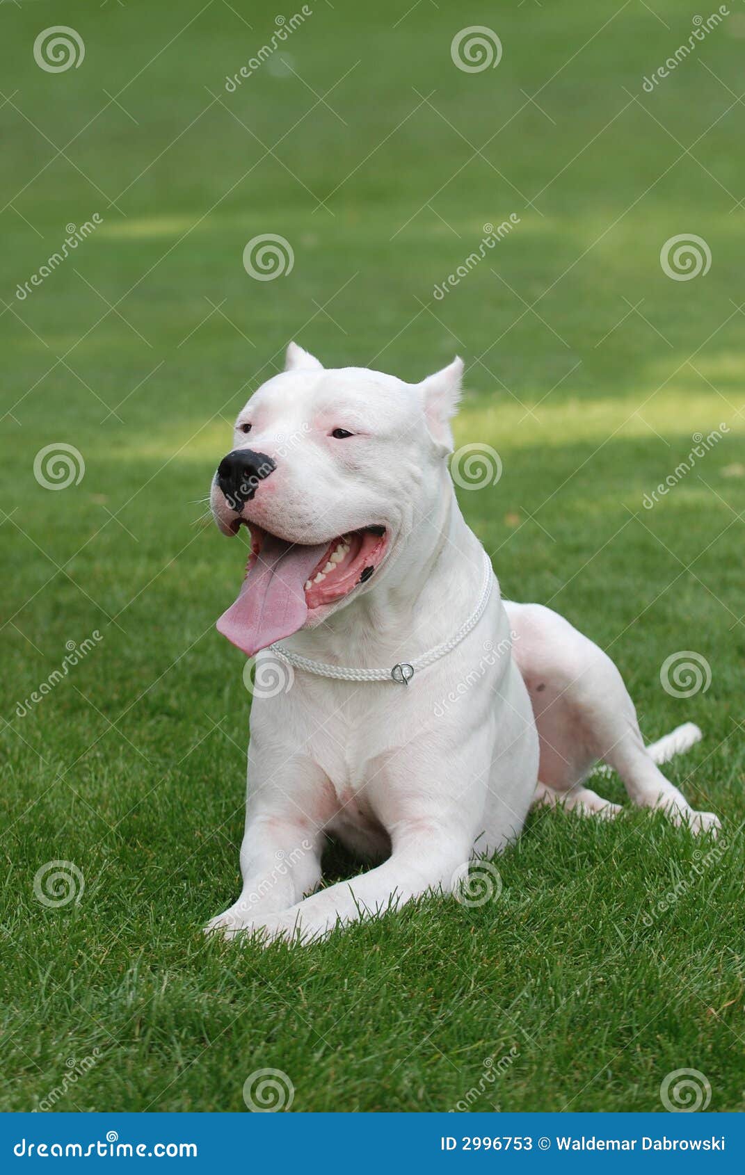 Cane Argentino/Dogo Argentino Immagine Stock - Immagine di felice ...