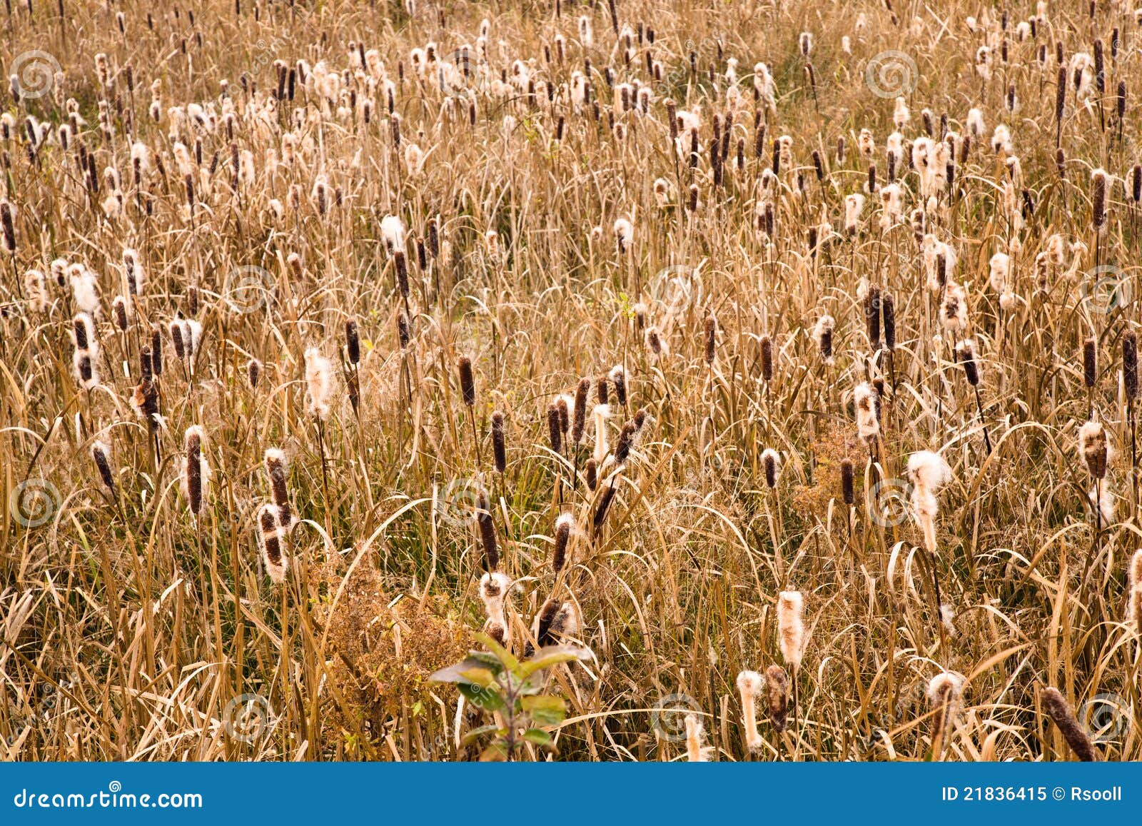 Cane (autumn) stock image. Image of autumn, long, bundle - 21836415