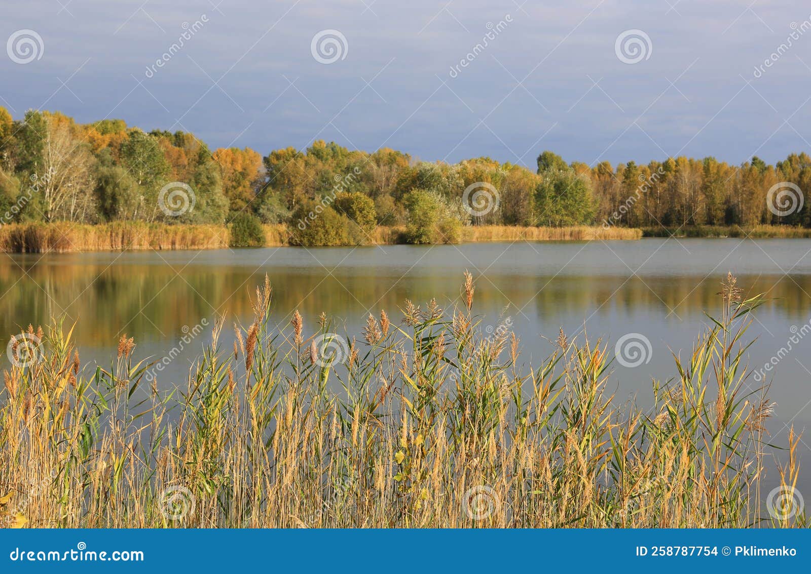 Cane on autumn lake stock photo. Image of autumnal, october - 258787754