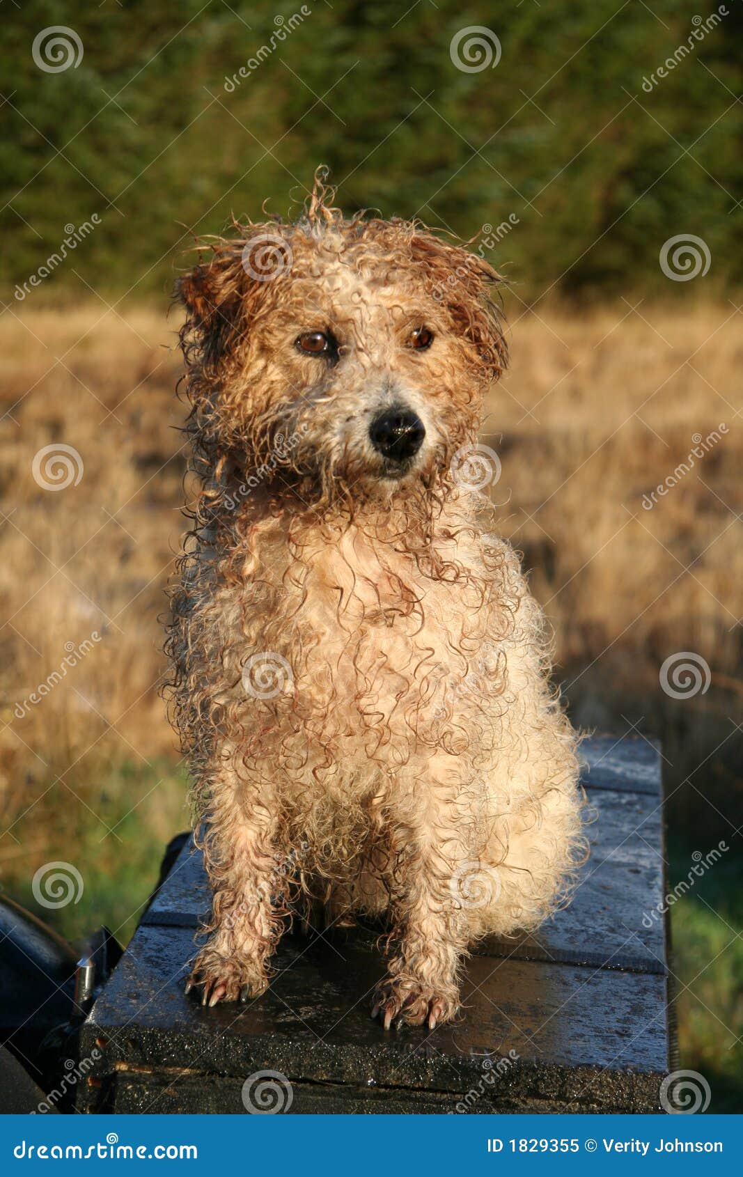 Cane bagnato e riccio immagine stock. Immagine di sforzo - 1829355