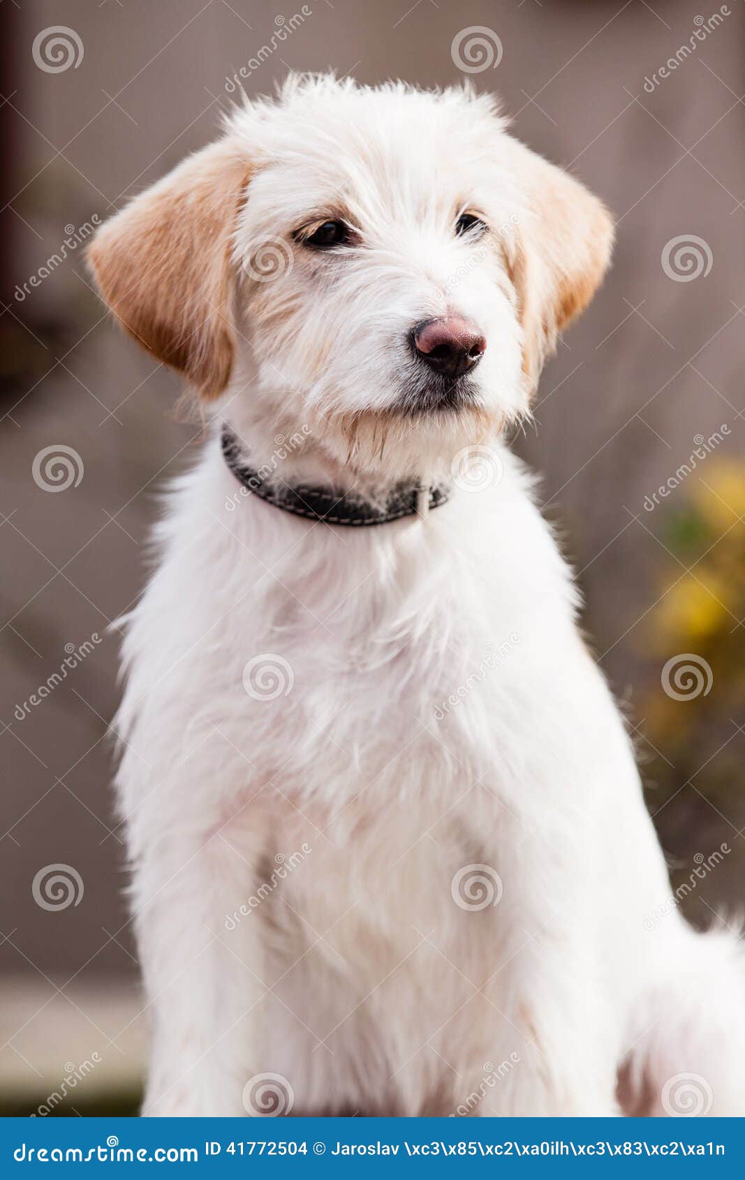 Cane Bastardo Di Spinone Italiano Fotografia Stock - Immagine di ...