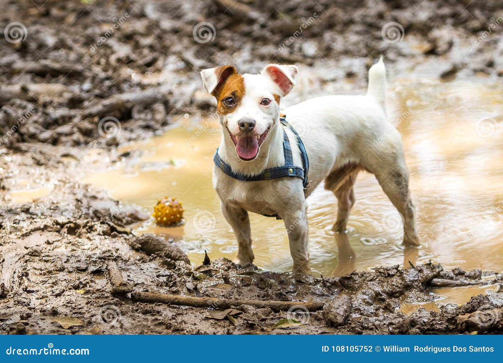 Cane Bastardo in Una Pozza Di Fango Fotografia Stock - Immagine di cane ...