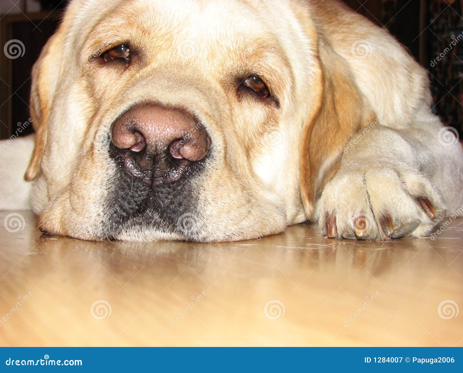 Cane bello immagine stock. Immagine di testa, amico, bello - 1284007