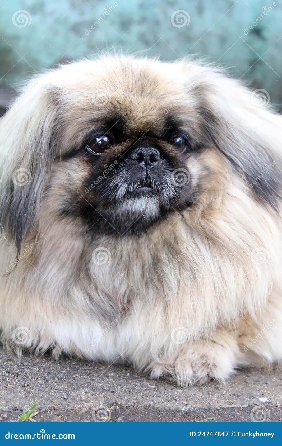 Cane bello immagine stock. Immagine di piccolo, orecchi - 24747847