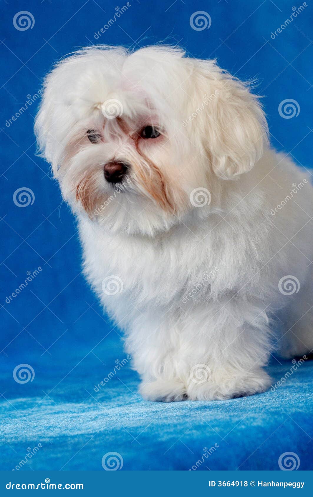 Cane bello fotografia stock. Immagine di preoccuparsi - 3664918