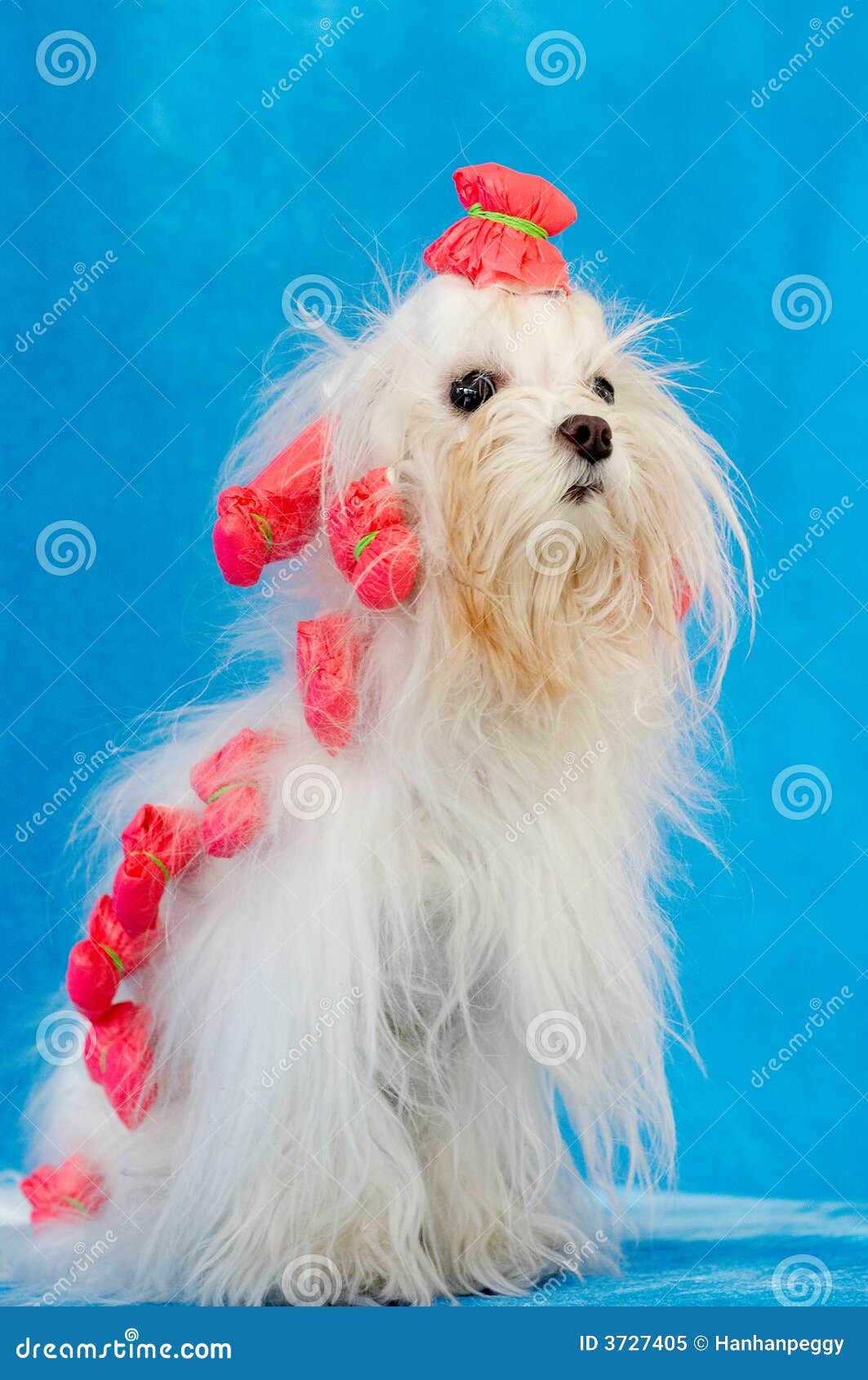 Cane bello immagine stock. Immagine di canino, cani, divertimento - 3727405