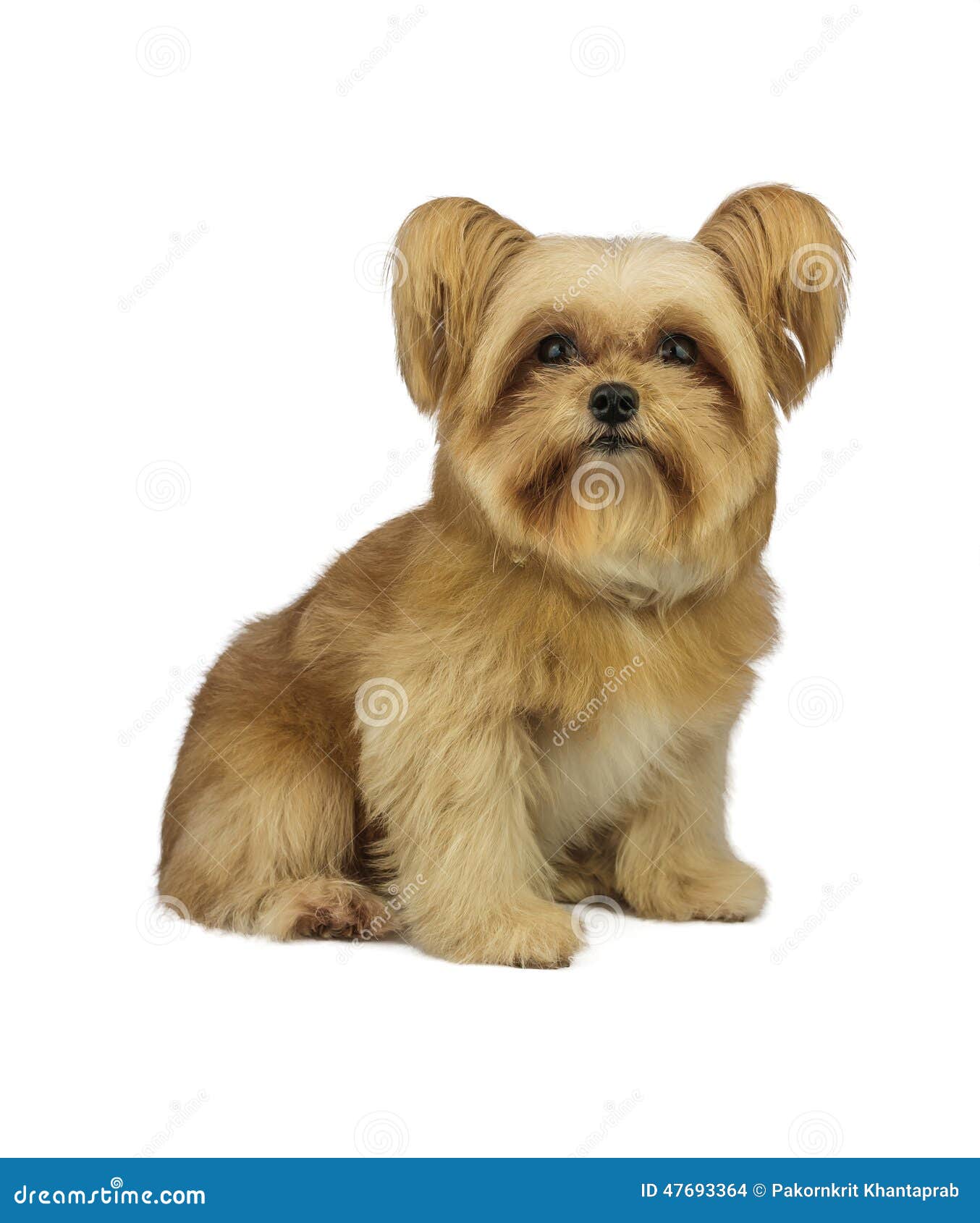 Cane bello fotografia stock. Immagine di fronte, felice - 47693364