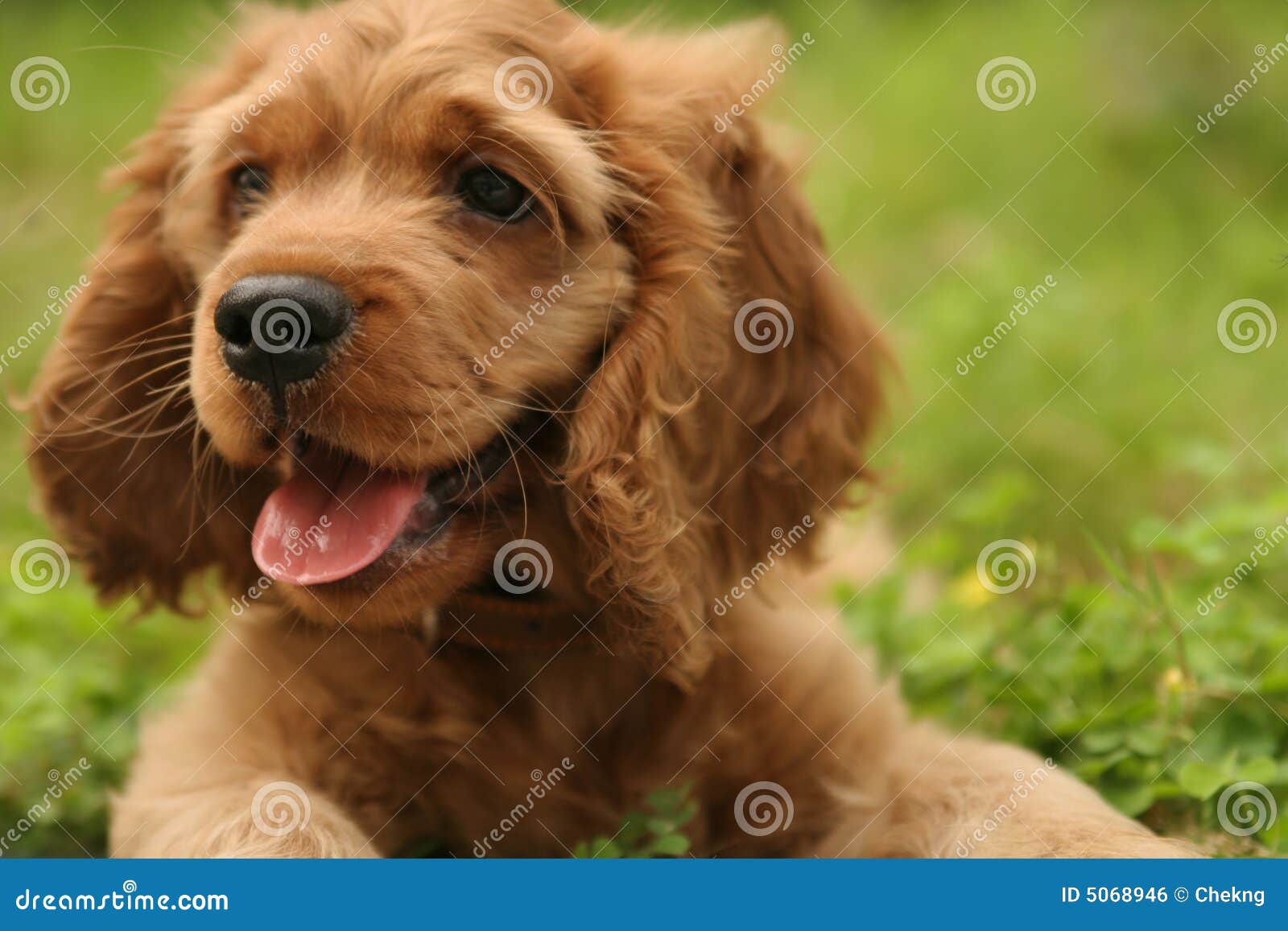 Cane bello fotografia stock. Immagine di bello, marrone - 5068946