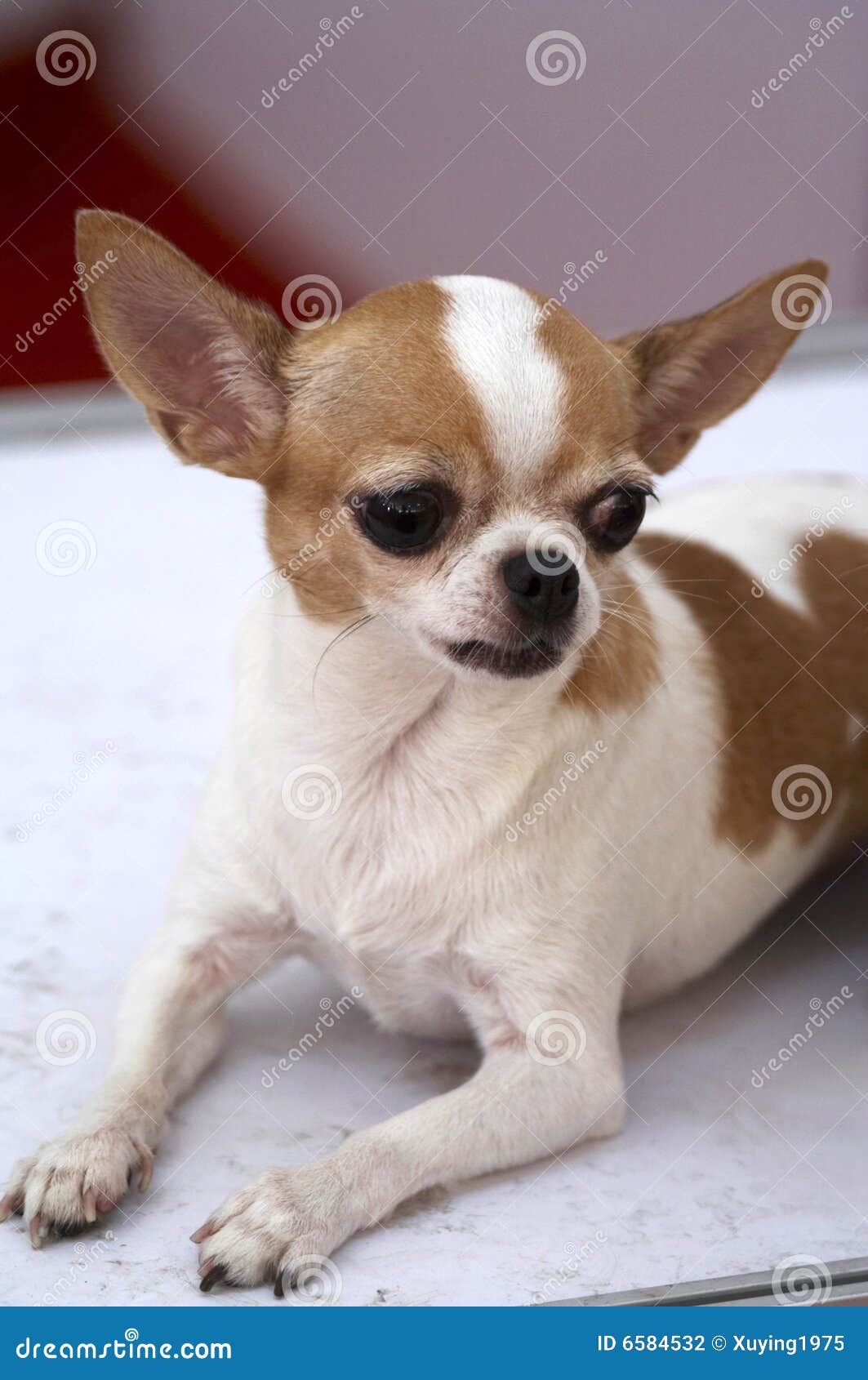 Cane bello, chihuahua fotografia stock. Immagine di bambino - 6584532