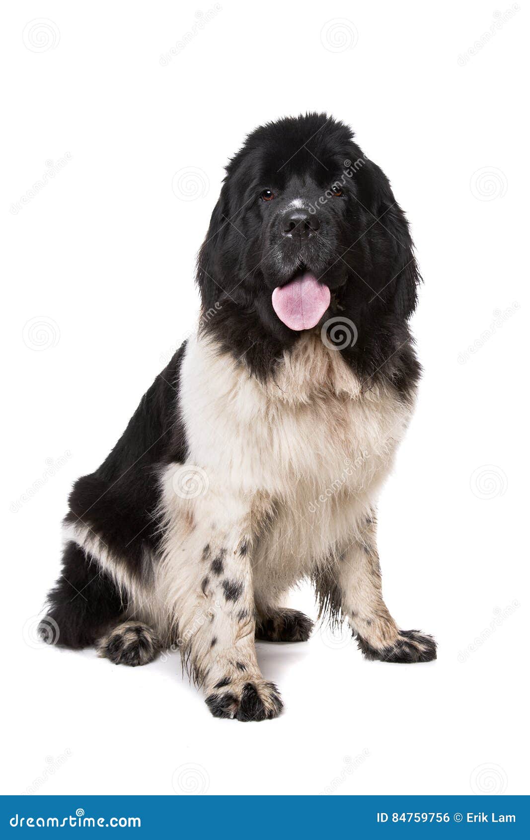 Cane in Bianco E Nero O Landseer Di Terranova Fotografia Stock ...